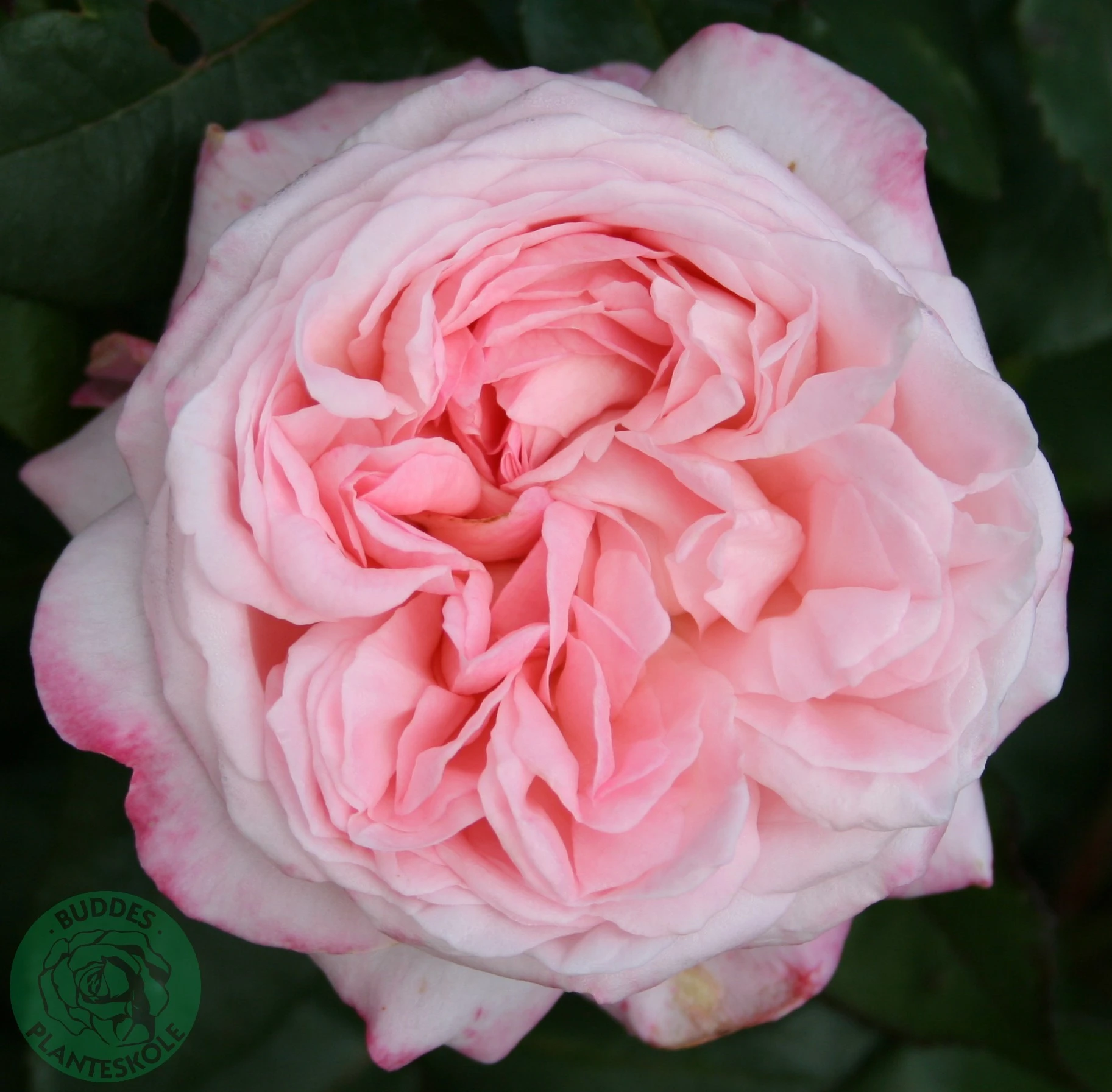 Renaissance rose, Rosa 'Marlis™' , 4 liter potte | Plantorama