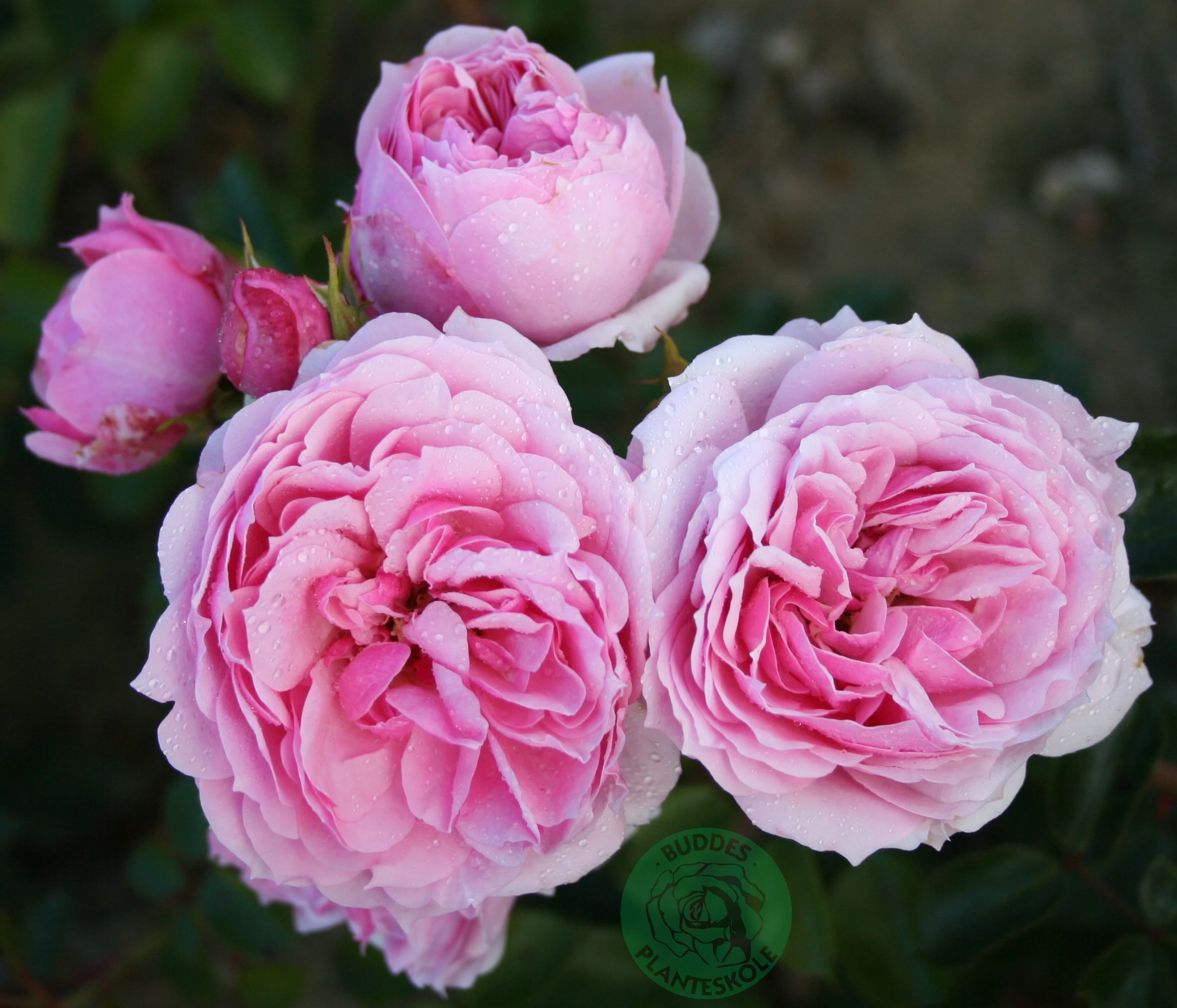 Buketrose, Rosa 'Dreams come True™', 4 liter potte | Plantorama