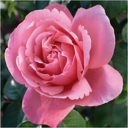 Storblomstrende rose, Rosa 'Line Renaud®' , 4 liter potte | Plantorama