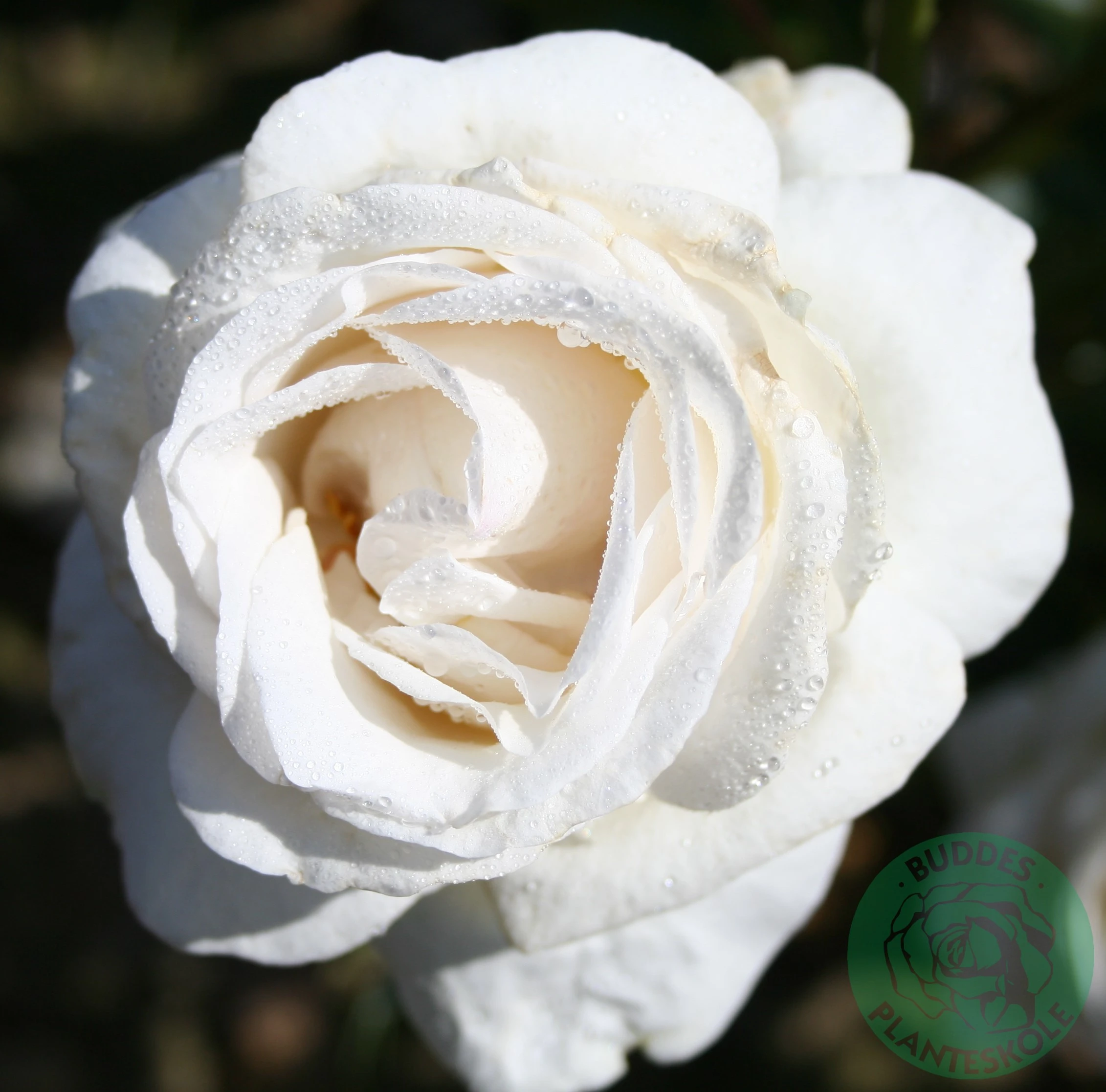 Storblomstrende rose, Rosa 'Elvis®' Adablarop, 4 liter potte | Plantorama