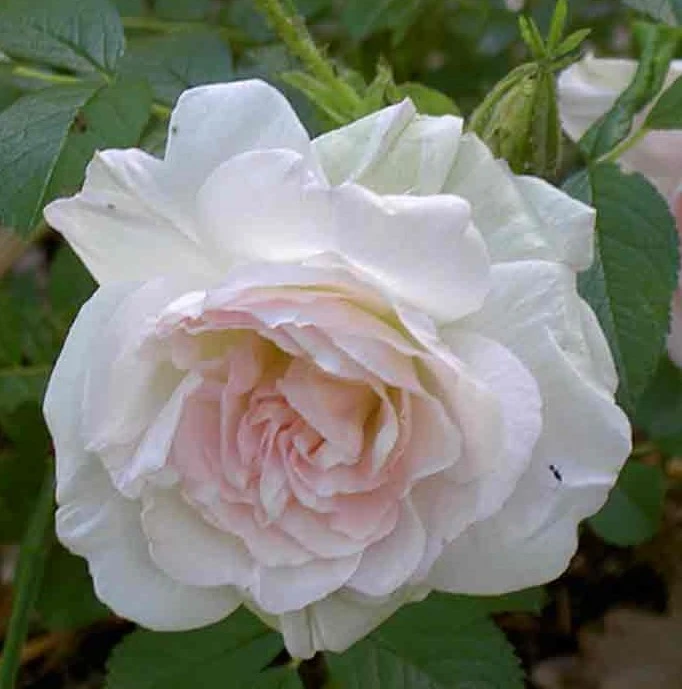 Historisk rose, Rosa Rugosa 'Ritausma', 4 liter potte | Plantorama