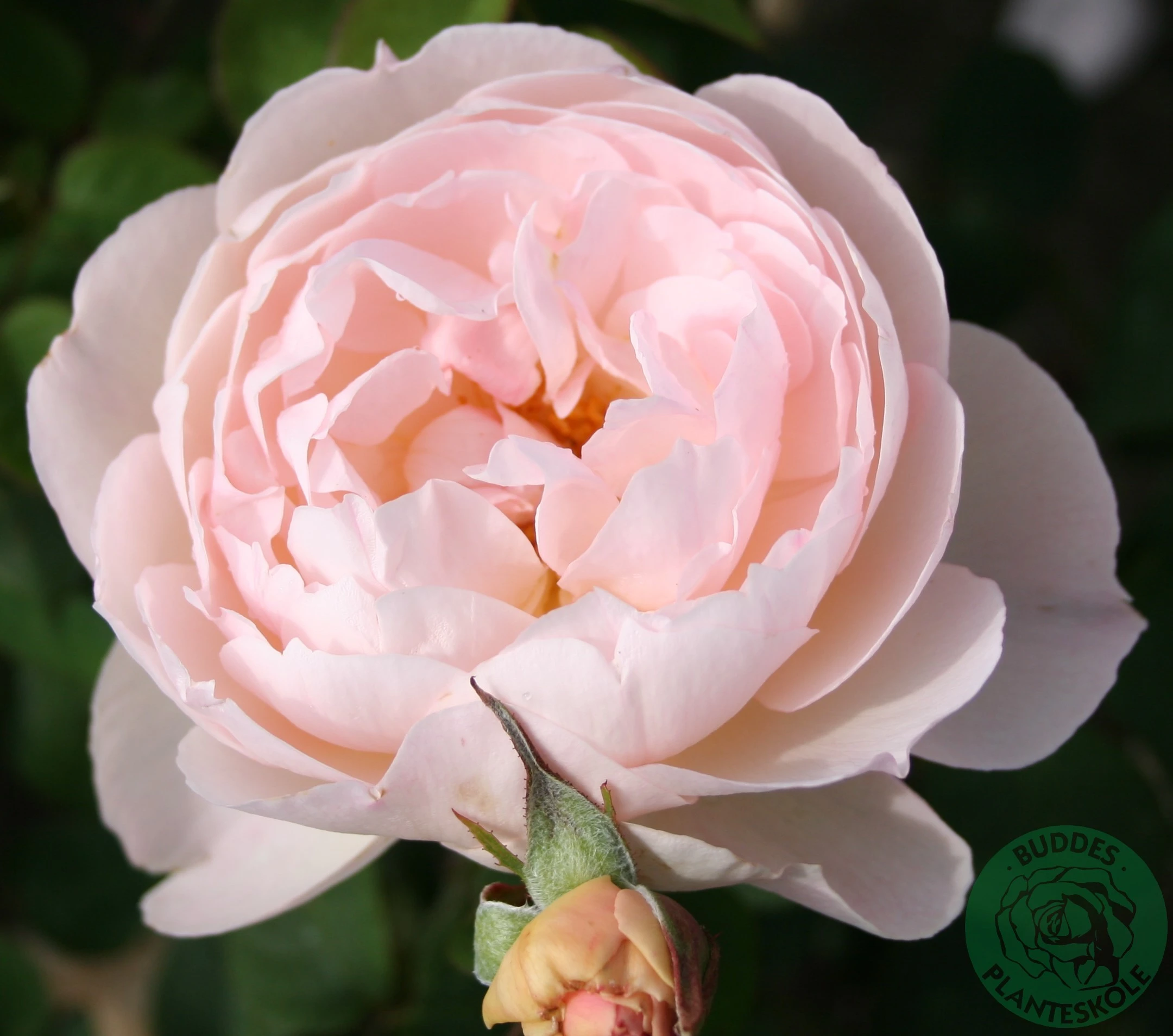 Engelsk rose, barrod, Rosa 'Gentle Hermione', | Plantorama