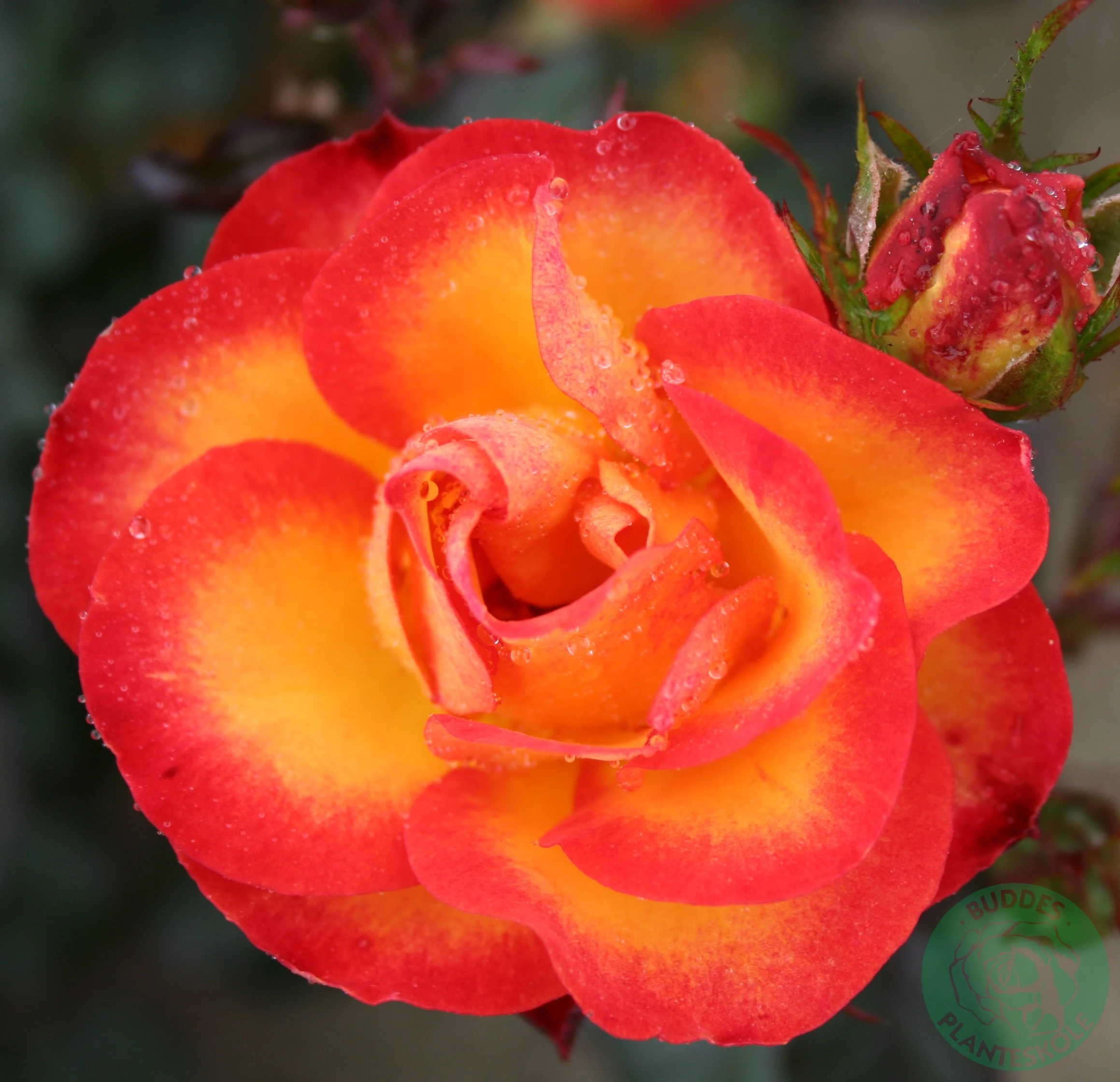 Buketrose, Rosa 'My story™' , 4 liter potte | Plantorama