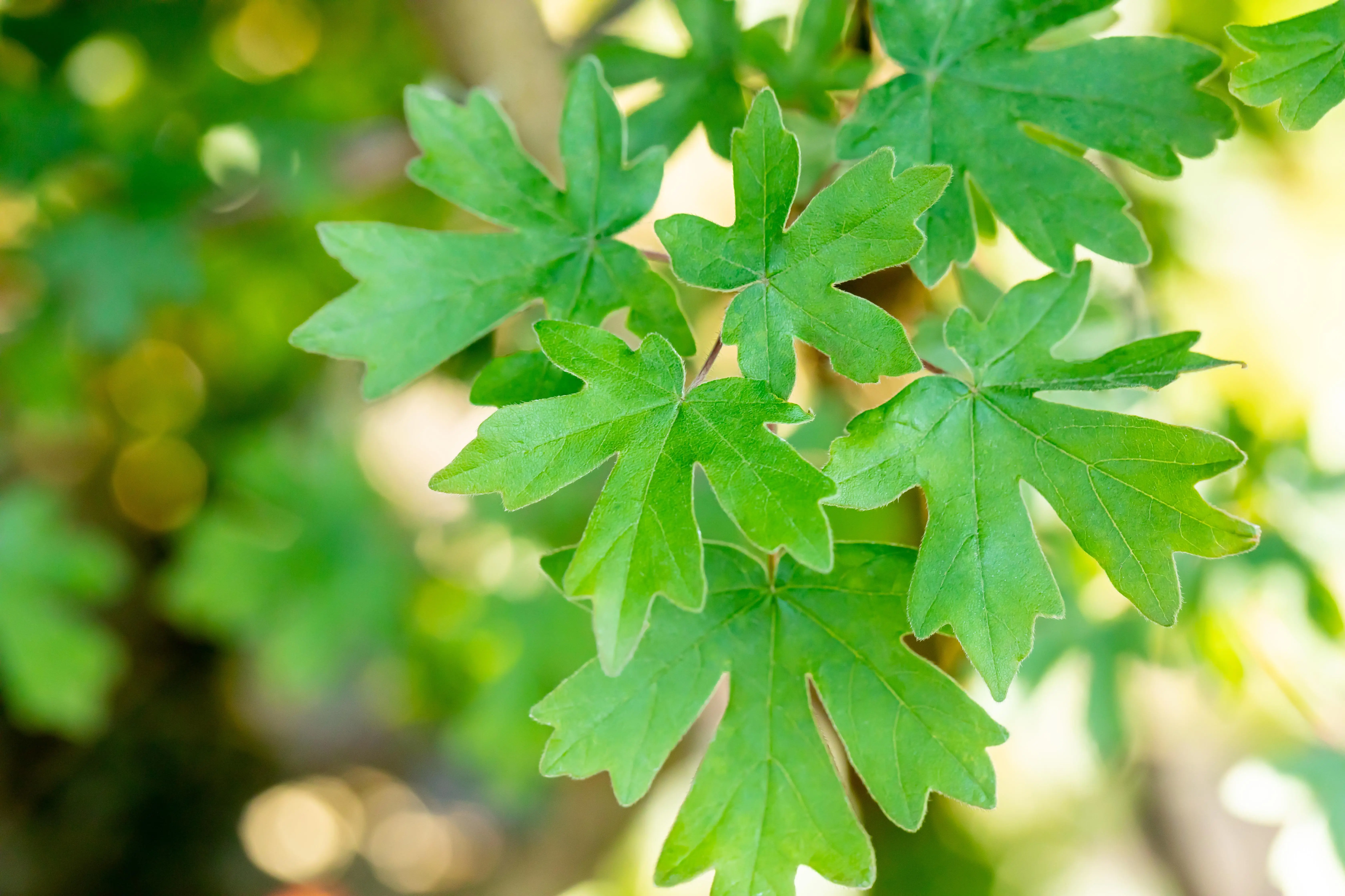 Navr, Acer campestre, 5 liter potte 60-100 cm | Plantorama