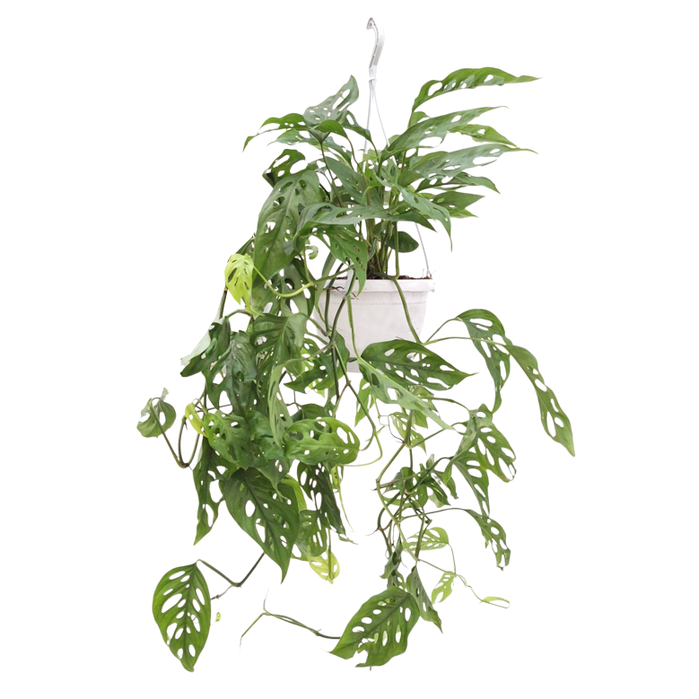 Fingerphilodendron, hængende, Monstera Obliqua, Ø17 cm potte | Plantorama