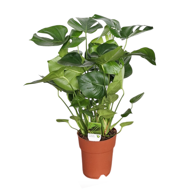 Fingerphilodendron, Monstera deliciosa, Ø19 cm potte | Plantorama