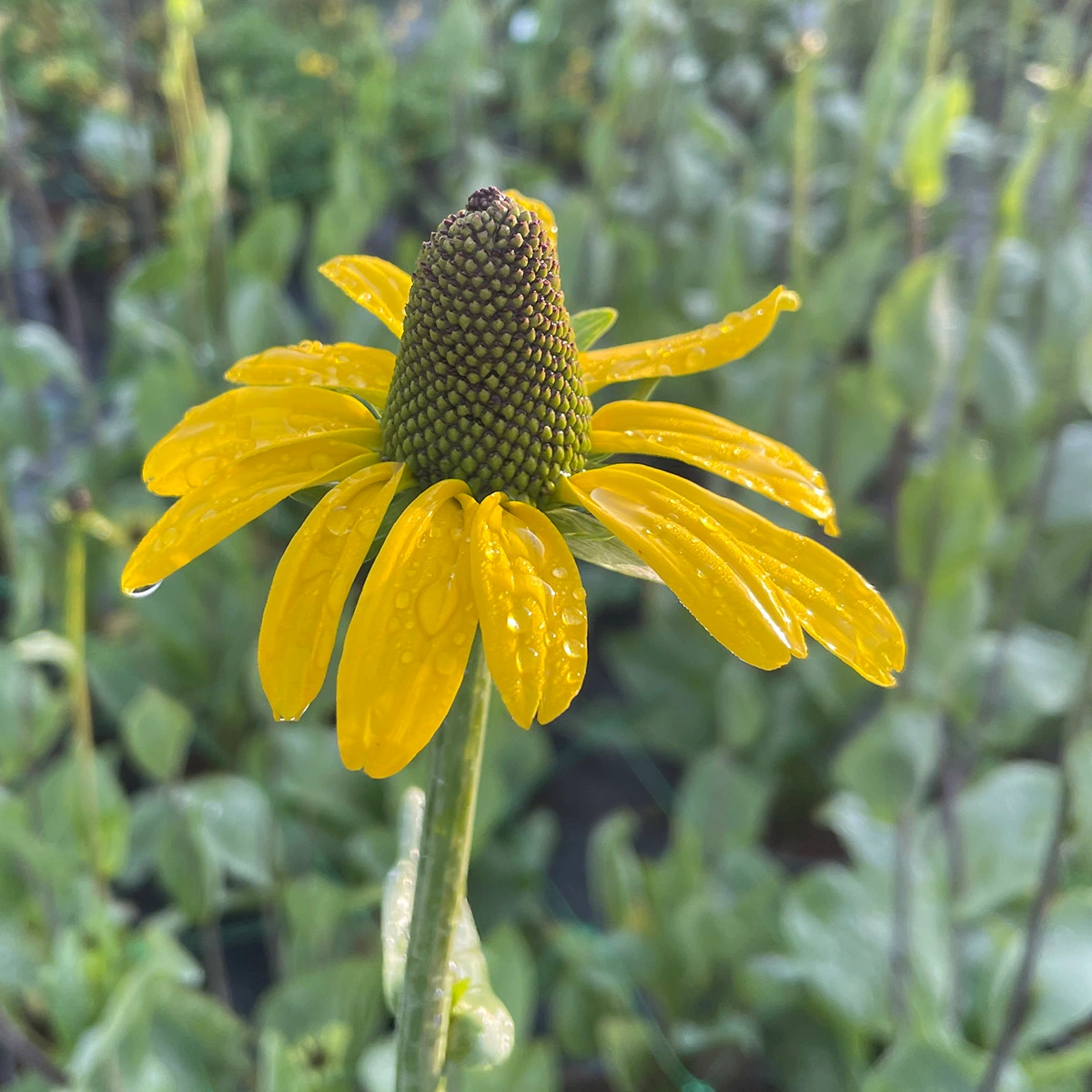 Kæmpe solhat, Rudbeckia maxima, 3 liter potte | Plantorama