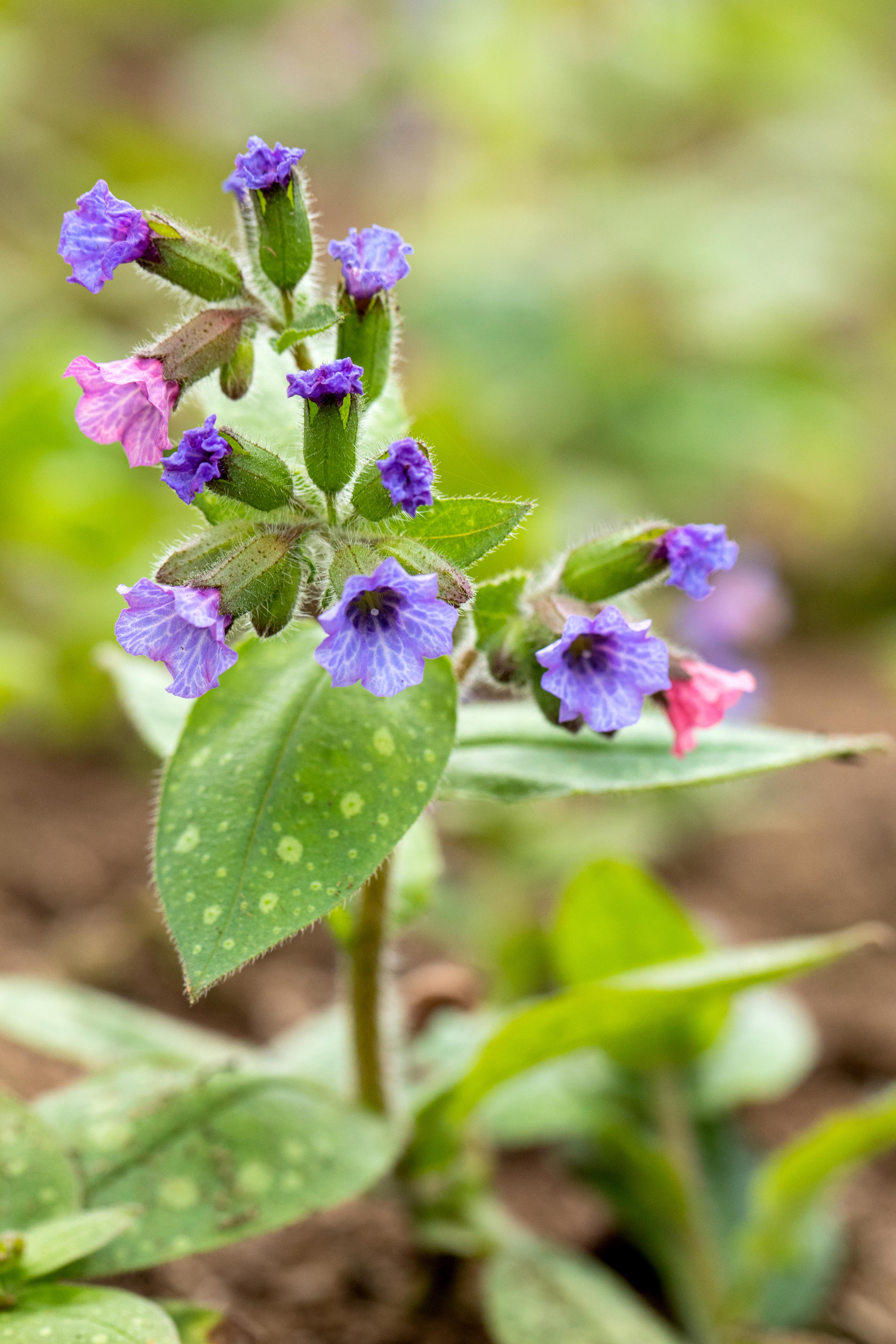Lungeurt, Pulmonaria hybrid 'Twinkle Toes'®, 3 liter potte | Plantorama