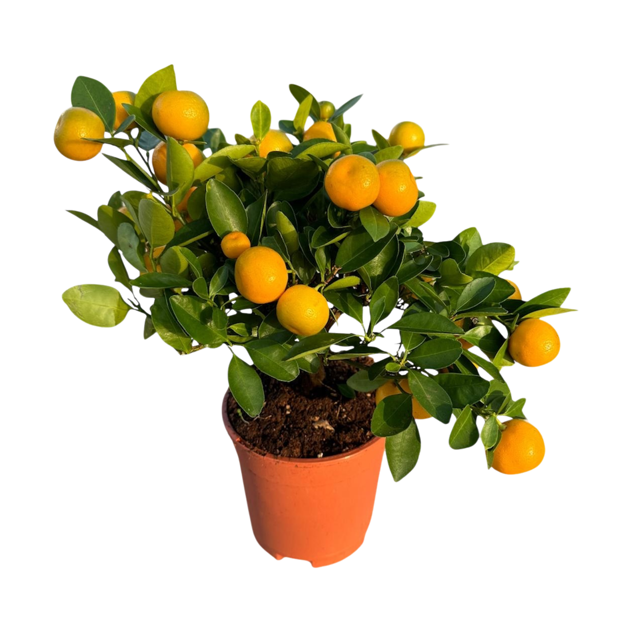 Mini Mandarintræ, Citrus mitis 'Calamondin' , Ø14 cm potte | Plantorama