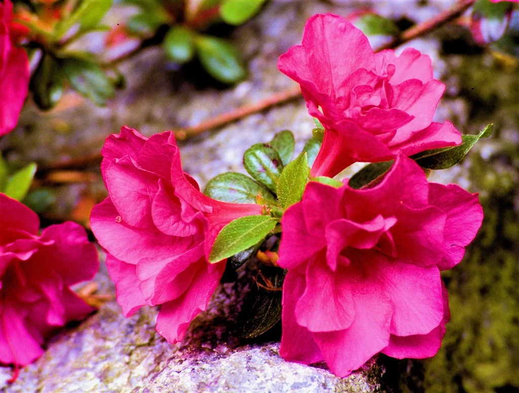 Japansk Azalea, Rhododendron japonicum 'Maruschka', 5 liter potte ...