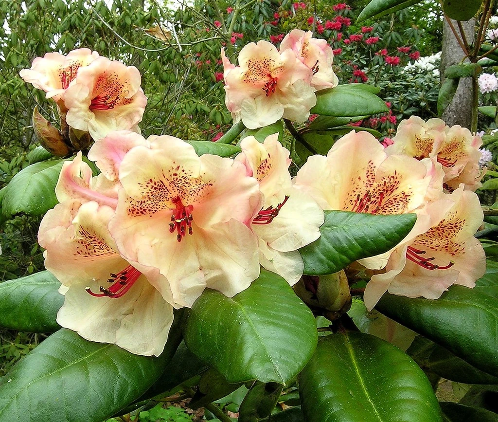 Rhododendron, Rhododendron hybrid 'Viscy', 15 liter potte | Plantorama