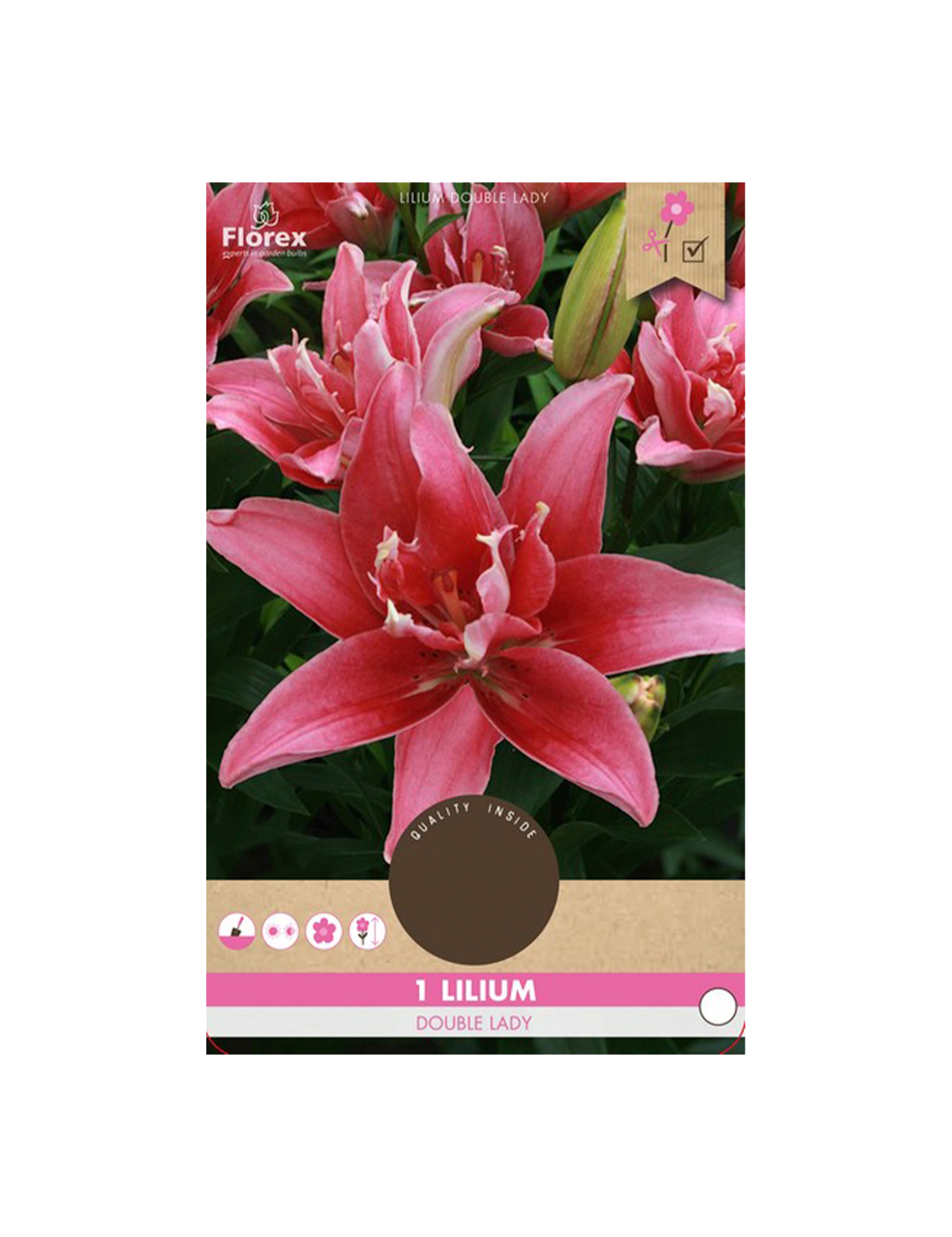 Lilje, Lilium 'Double Lady'. Pakke med 1 løg | Plantorama