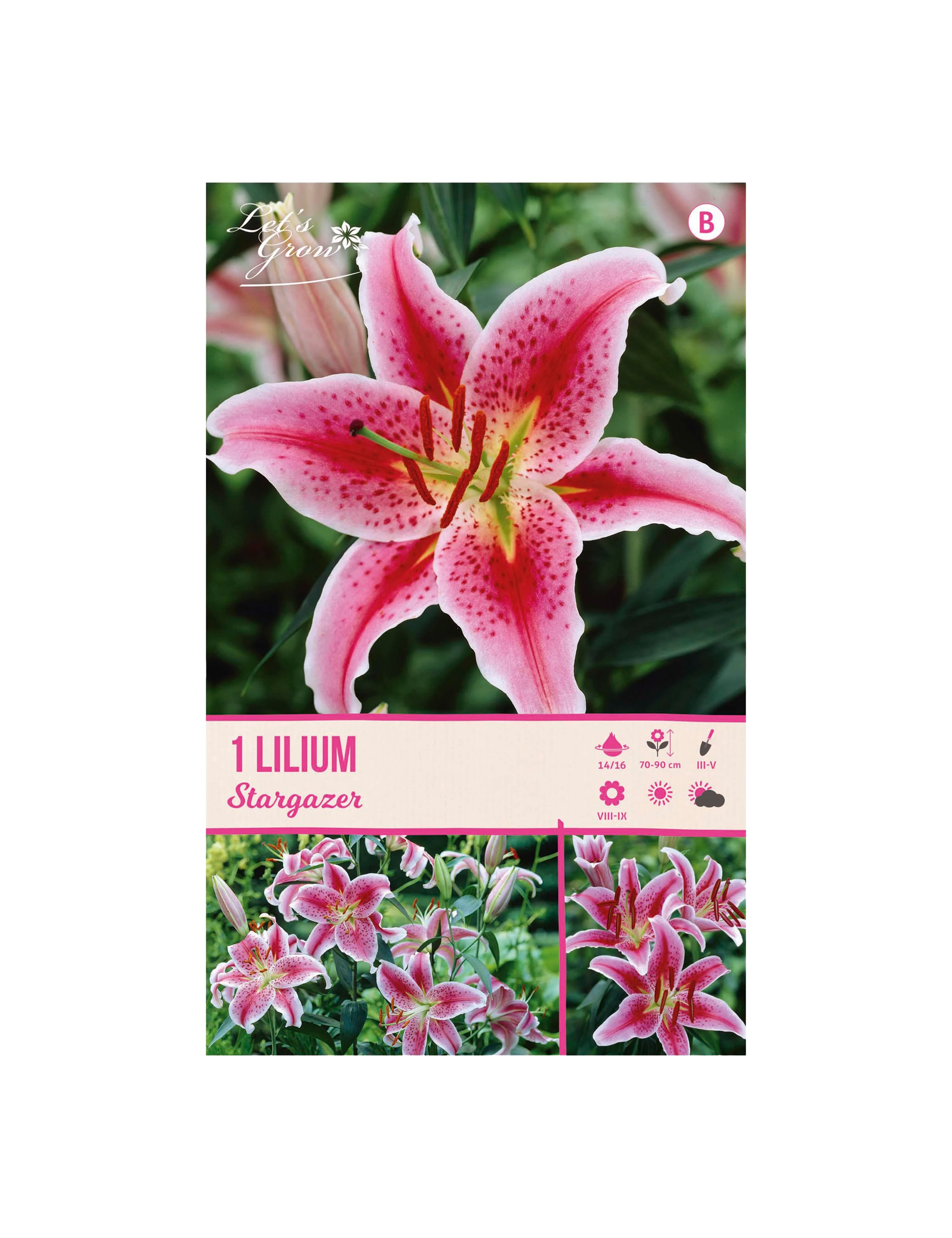 Lilje, Lilium 'Oriental Stargazer'. Pakke med 1 løg | Plantorama