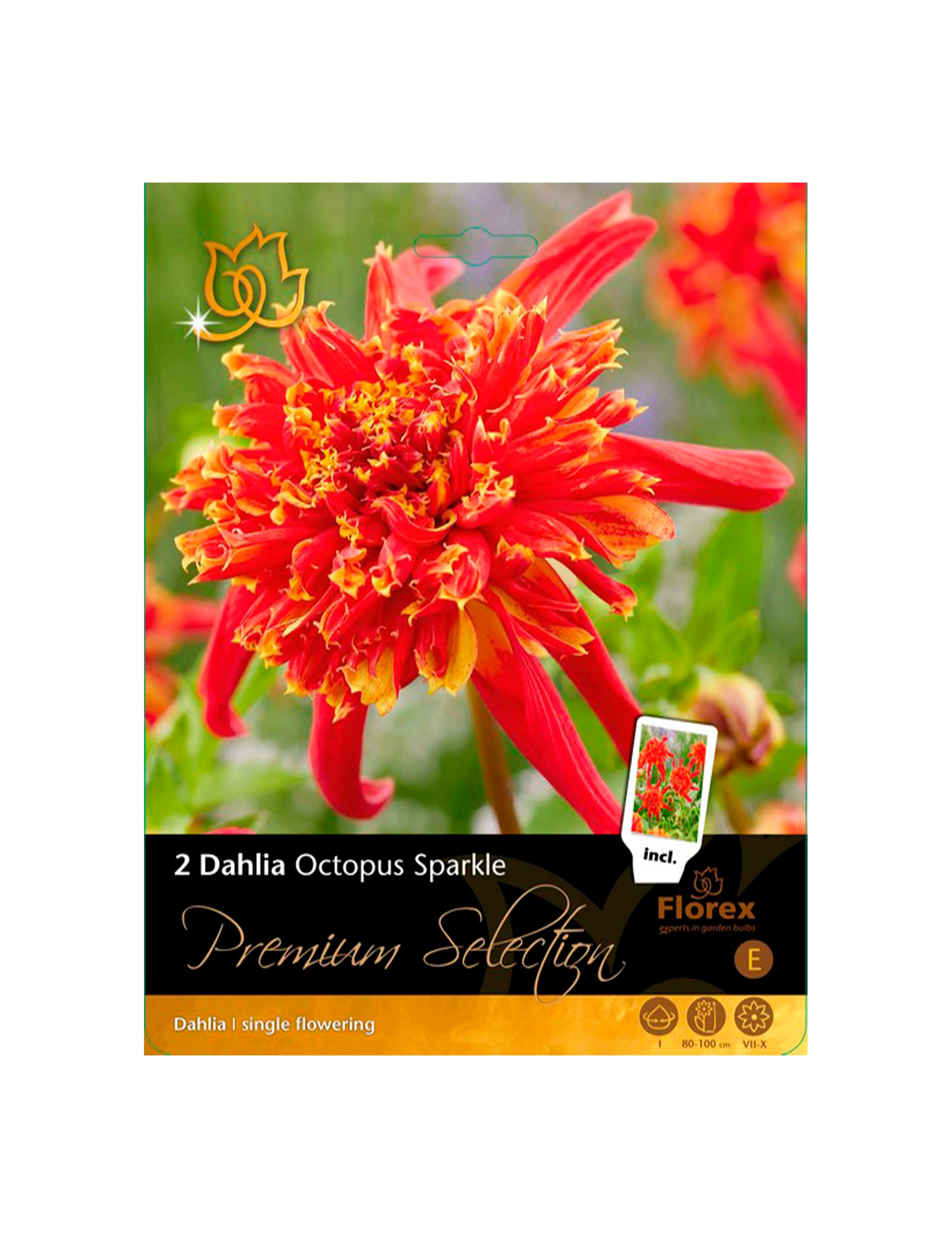 Georginer, Dahlia 'Octopus Sparkle'. Pakke med 2 knolde | Plantorama