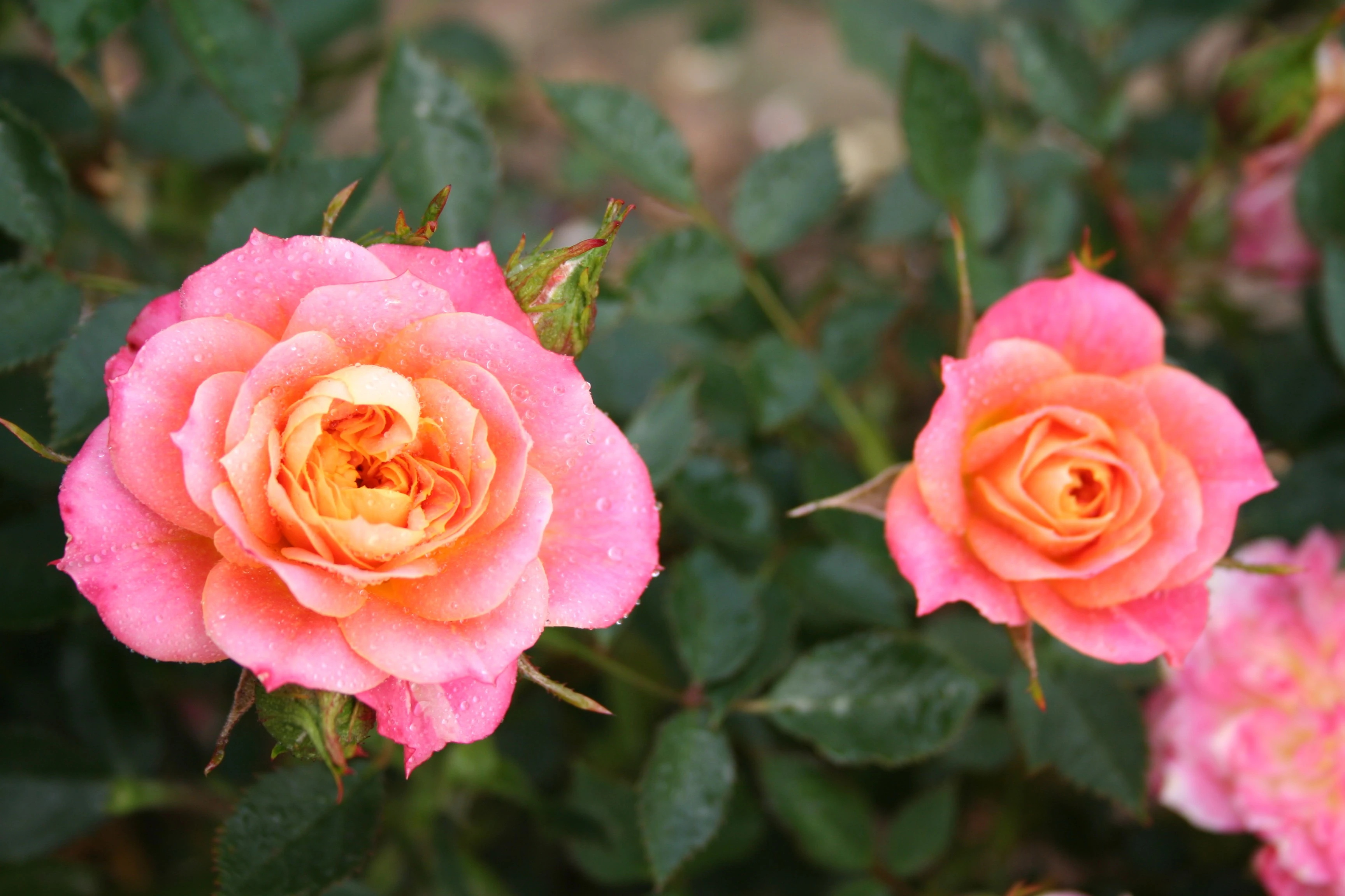 Rosa Mandarin Fisk Rozen N – Kwekerij De Border