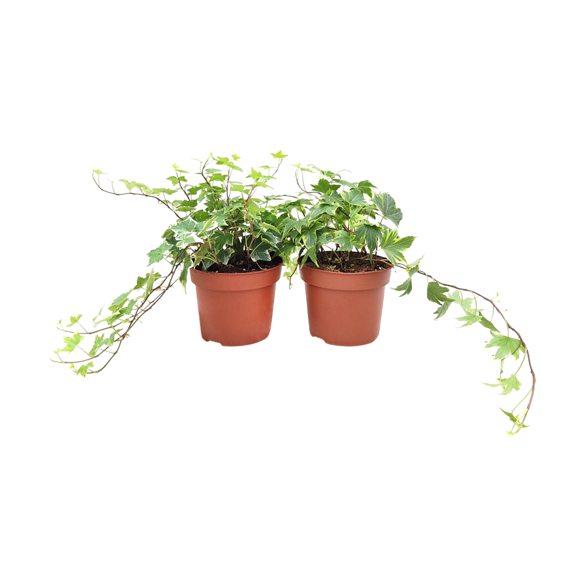 Vedbend, Hedera Helix Variegata, mix, 1 liter potte | Plantorama