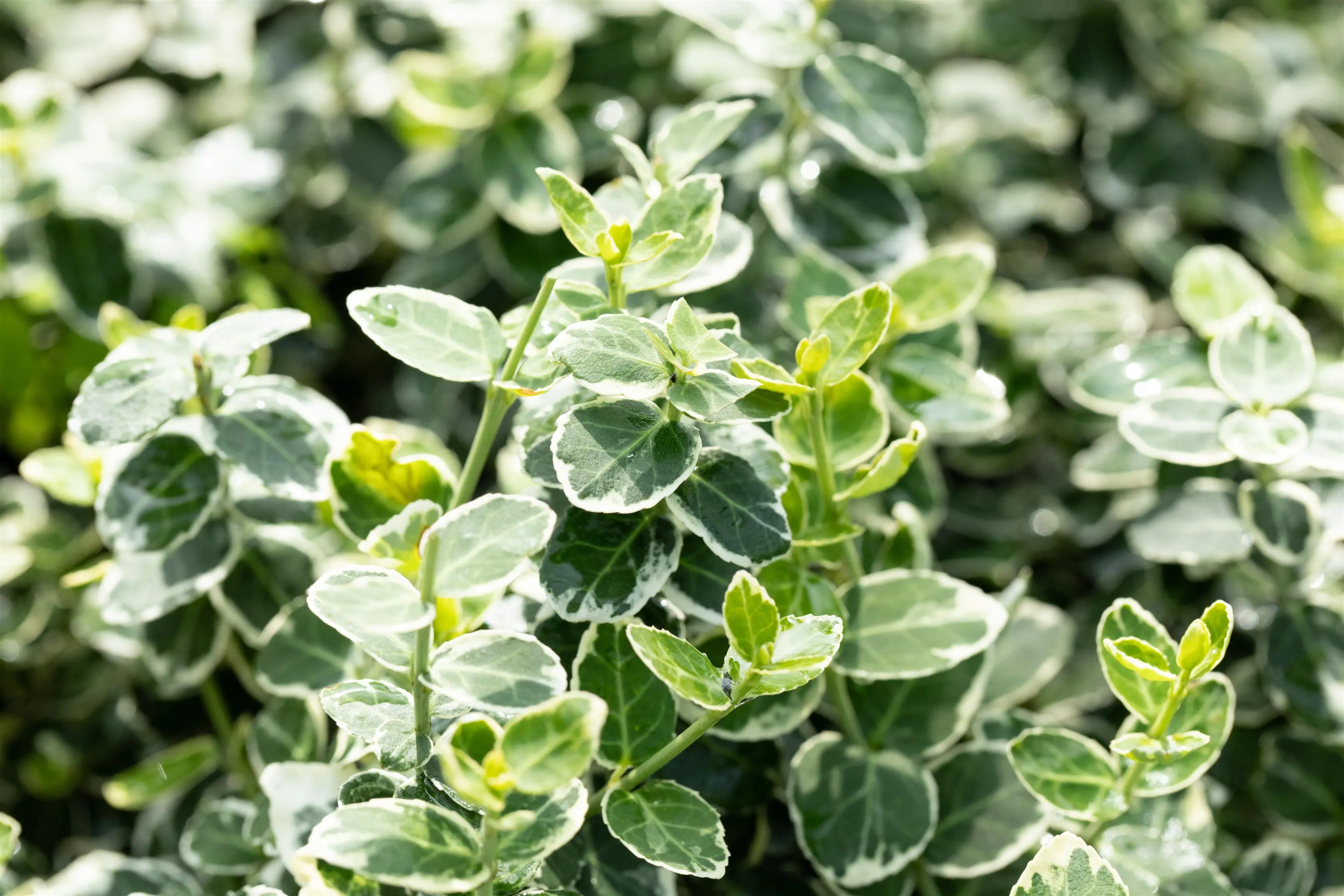 Krybende benved, opstammet, Euonymus fortunei 'Emerald Gaiety', 5 liter ...