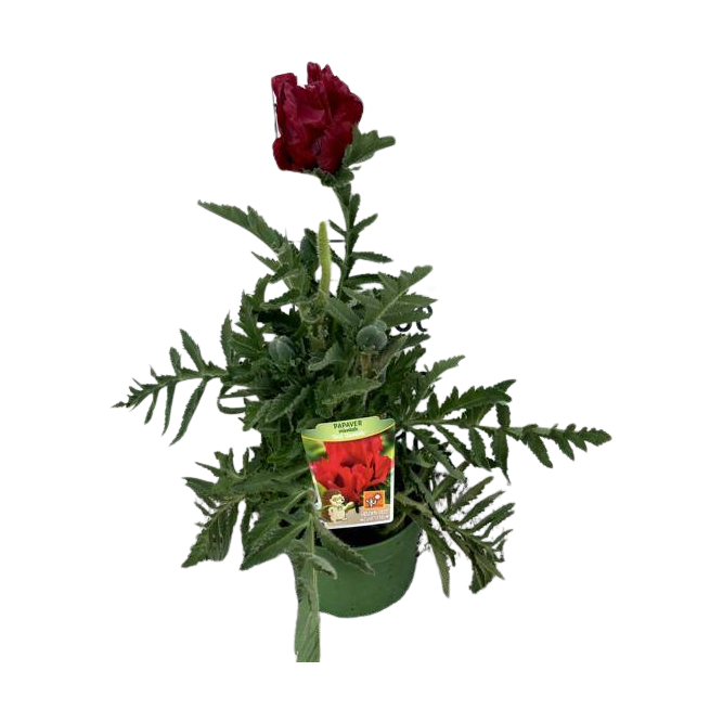 Kæmpevalmue Papaver orientale 'Red Rumble' 3 liter potte | Plantorama