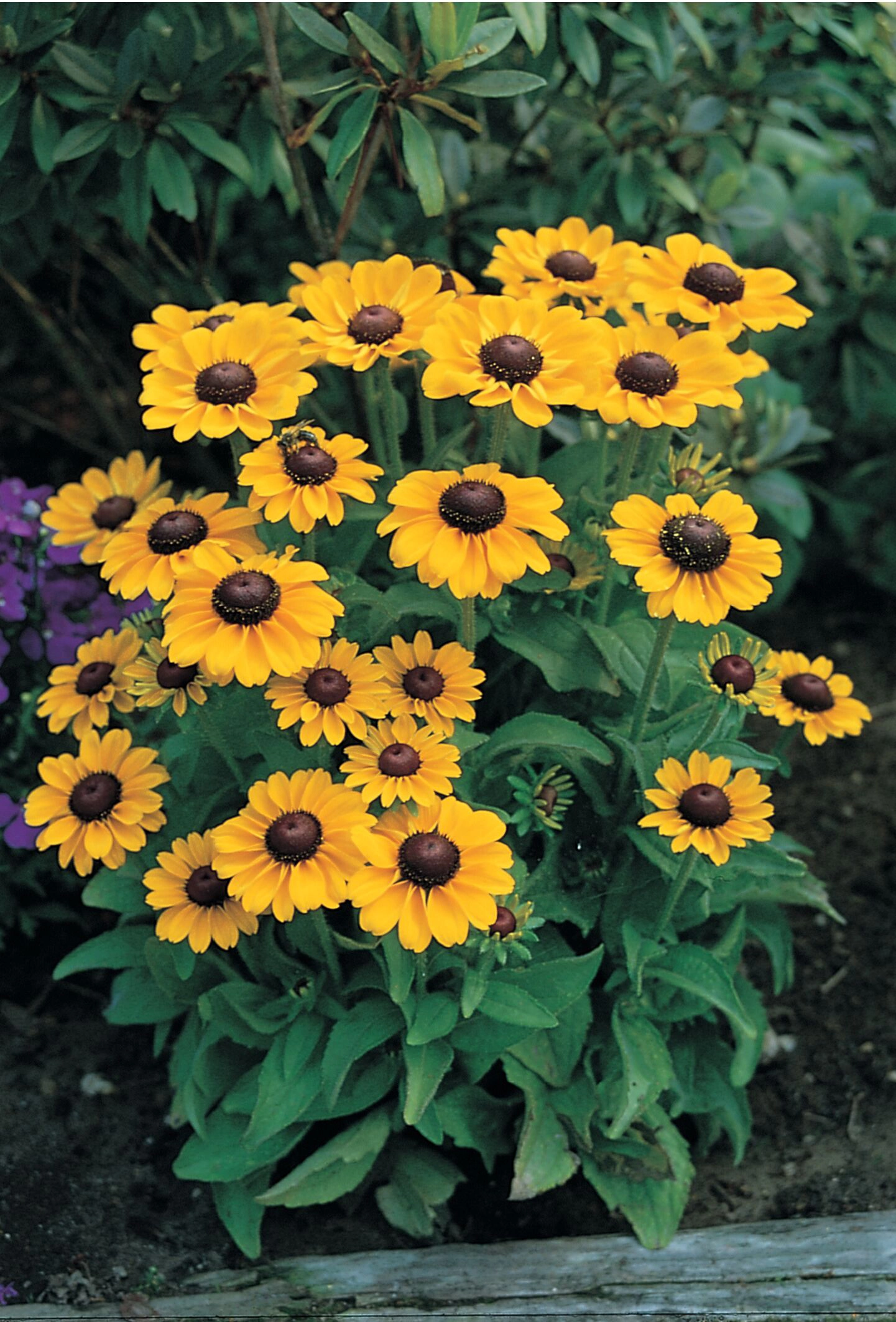 Solhat, Rudbeckia hybrid, Ø21 cm potte | Plantorama