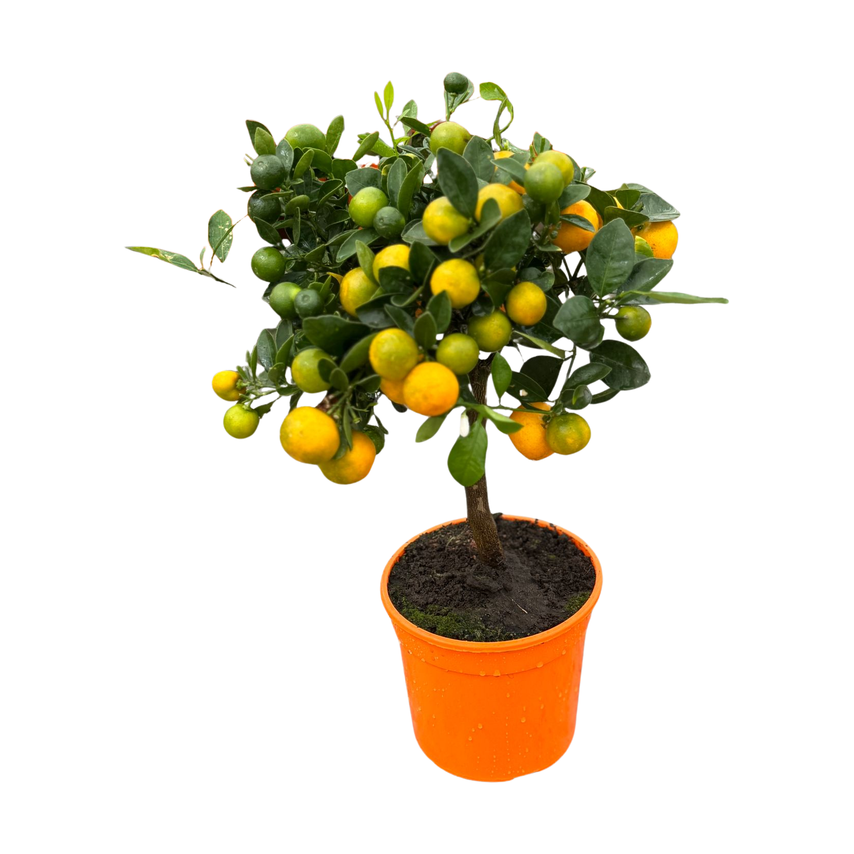 Mini mandarintræ, Citrus mitis 'Calamondin' , Ø17 cm potte | Plantorama