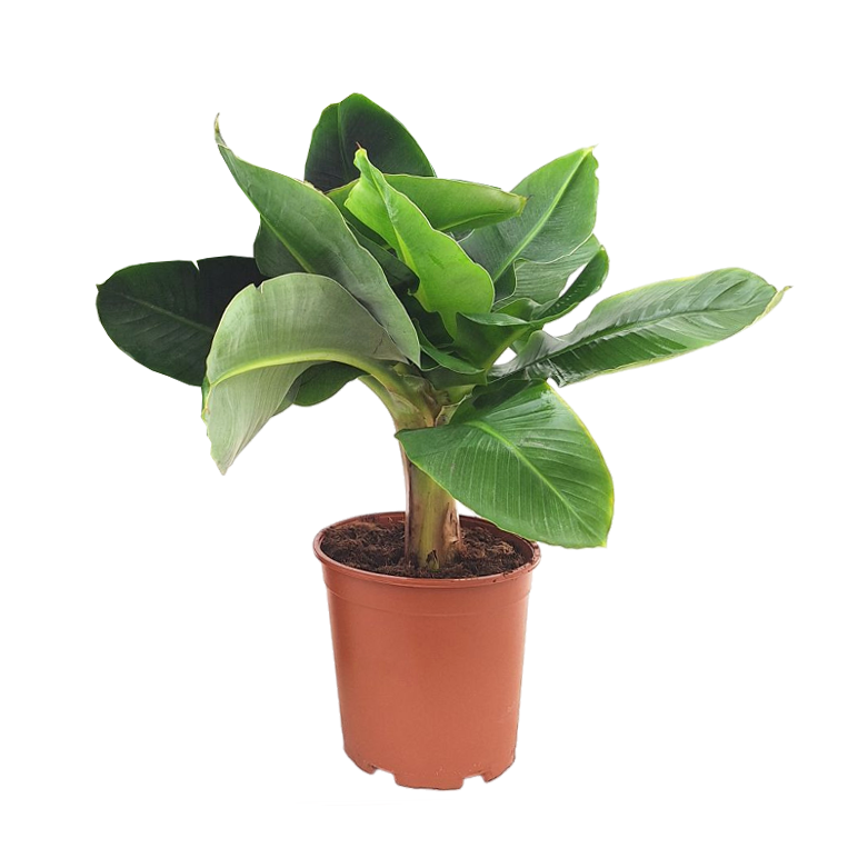 Bananpalme, Musa Dwarf Cavendish, Ø21 cm potte | Plantorama