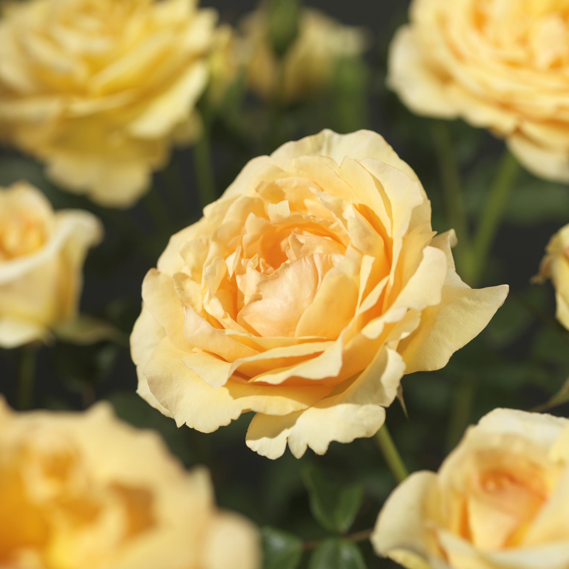 Renaissance, Rosa 'Sophia', 5 liter potte | Plantorama