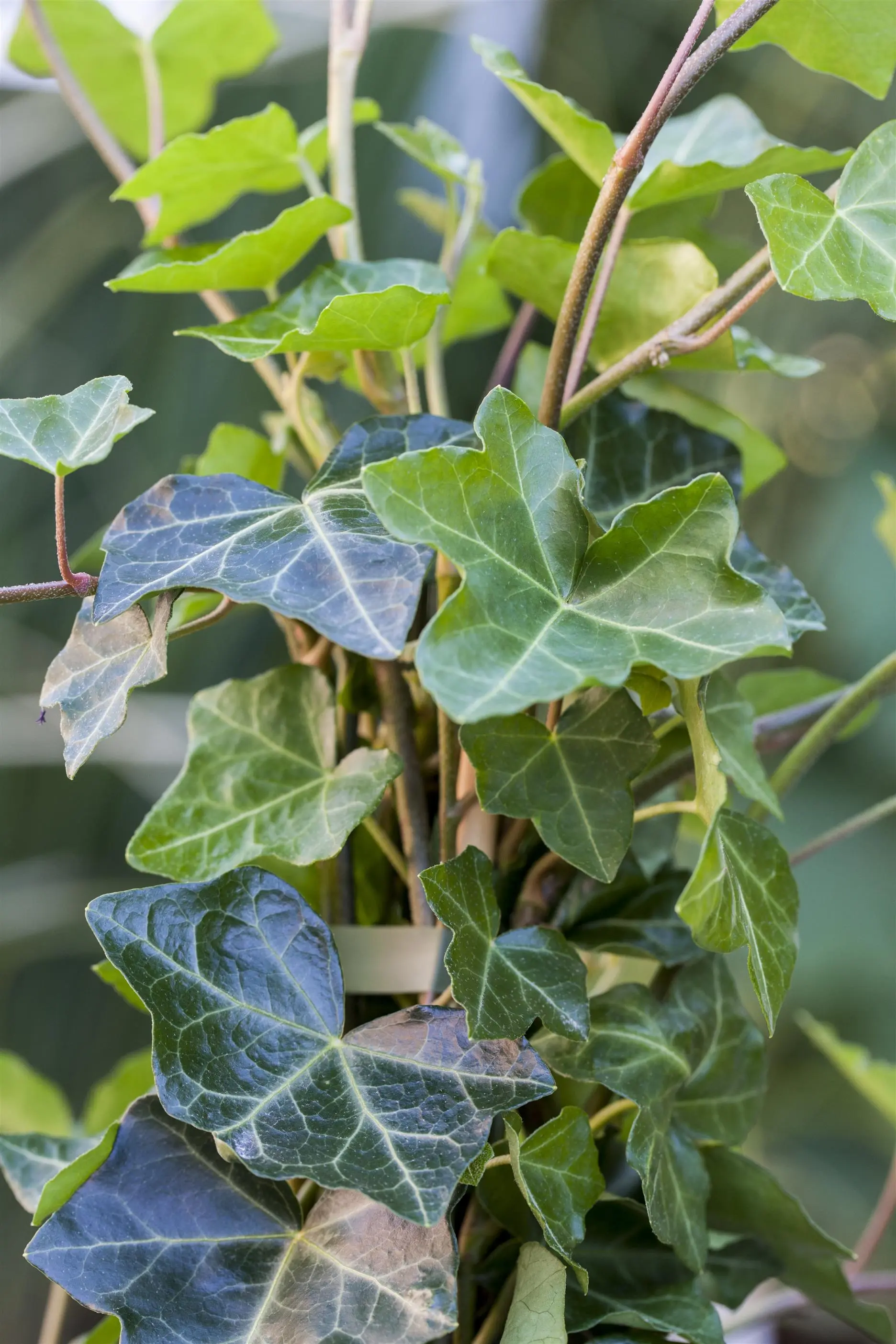 Efeu, Hedera hibernica, 1,5 liter potte | Plantorama