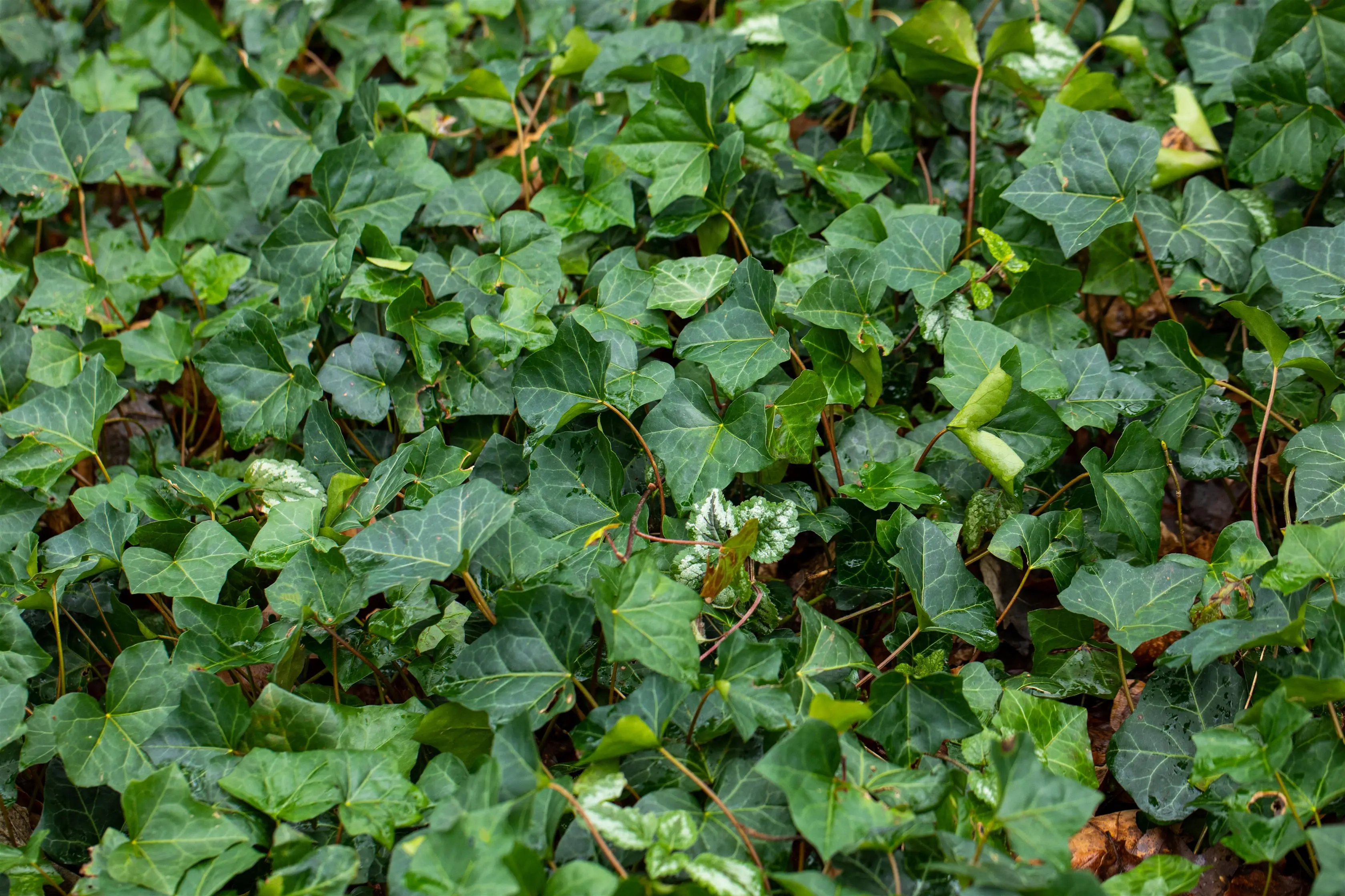 Efeu, Hedera helix, 1,5 liter potte | Plantorama