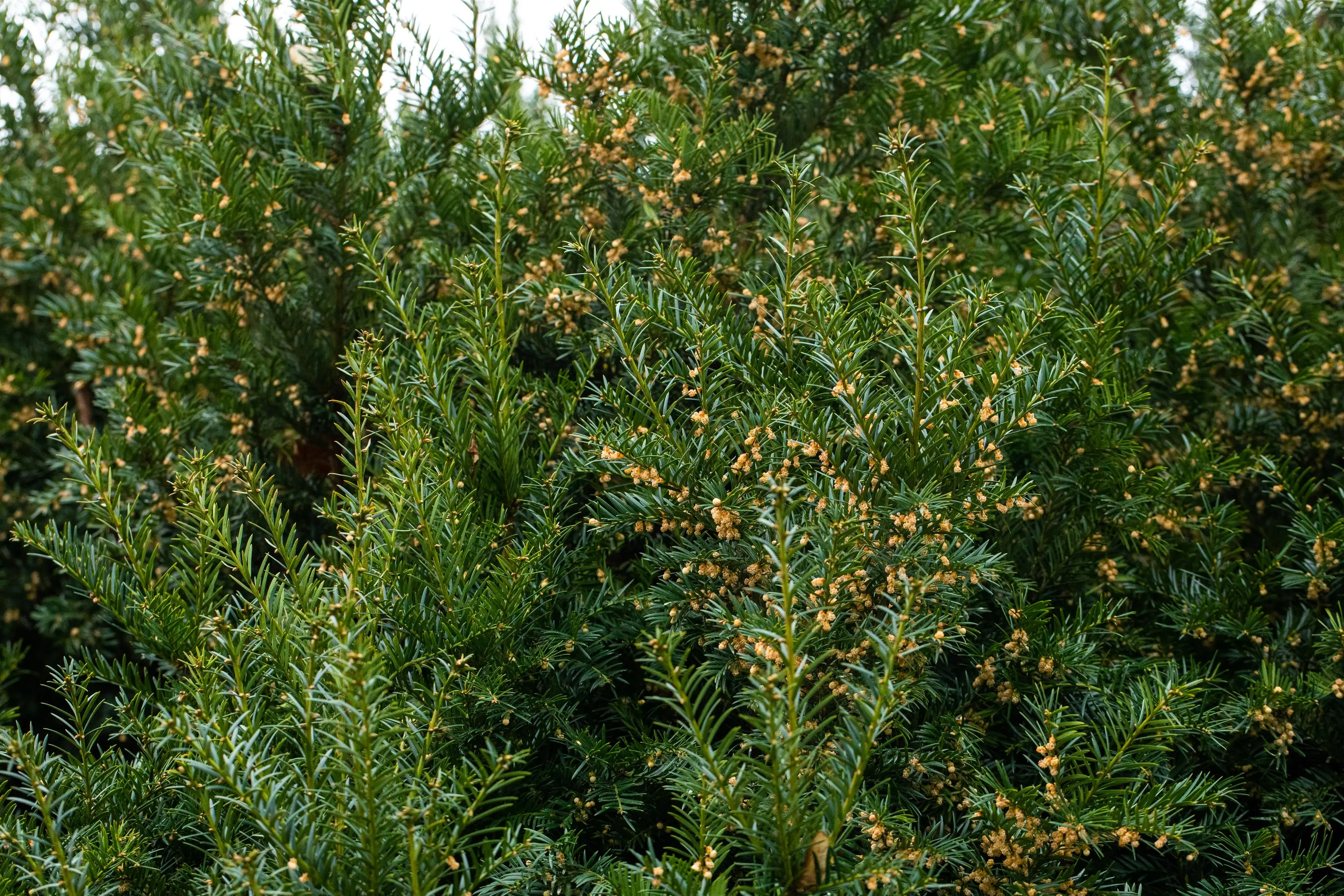 Taks, Taxus baccata, 70-80 cm | Plantorama
