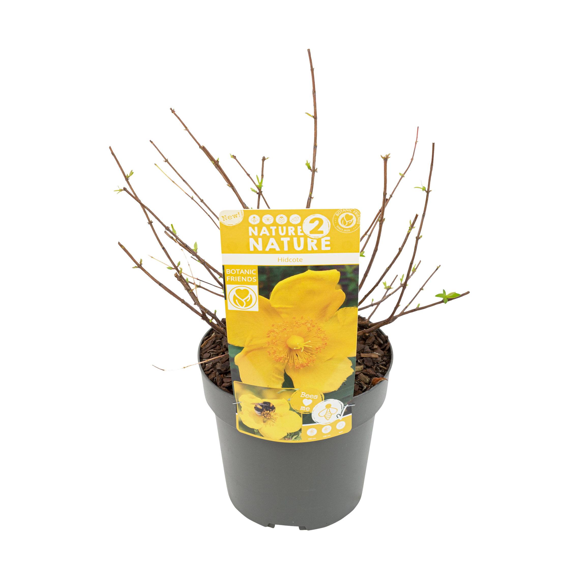 Perikon, Hypericum hookerianum ‘Hidcote’, 3 liter potte, 30 cm | Plantorama