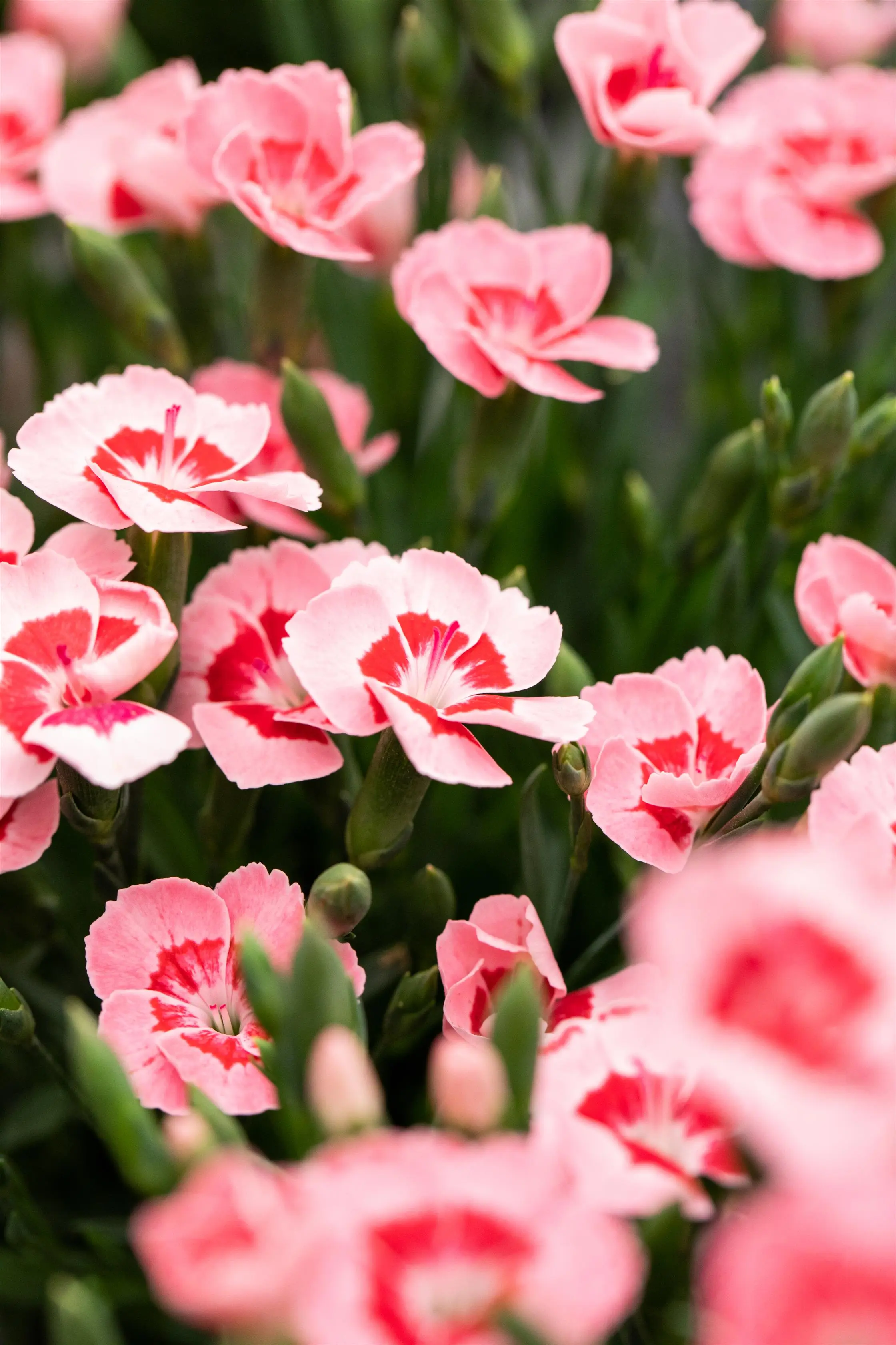 Nellike, Dianthus 'Peach Party', 14 cm potte | Plantorama