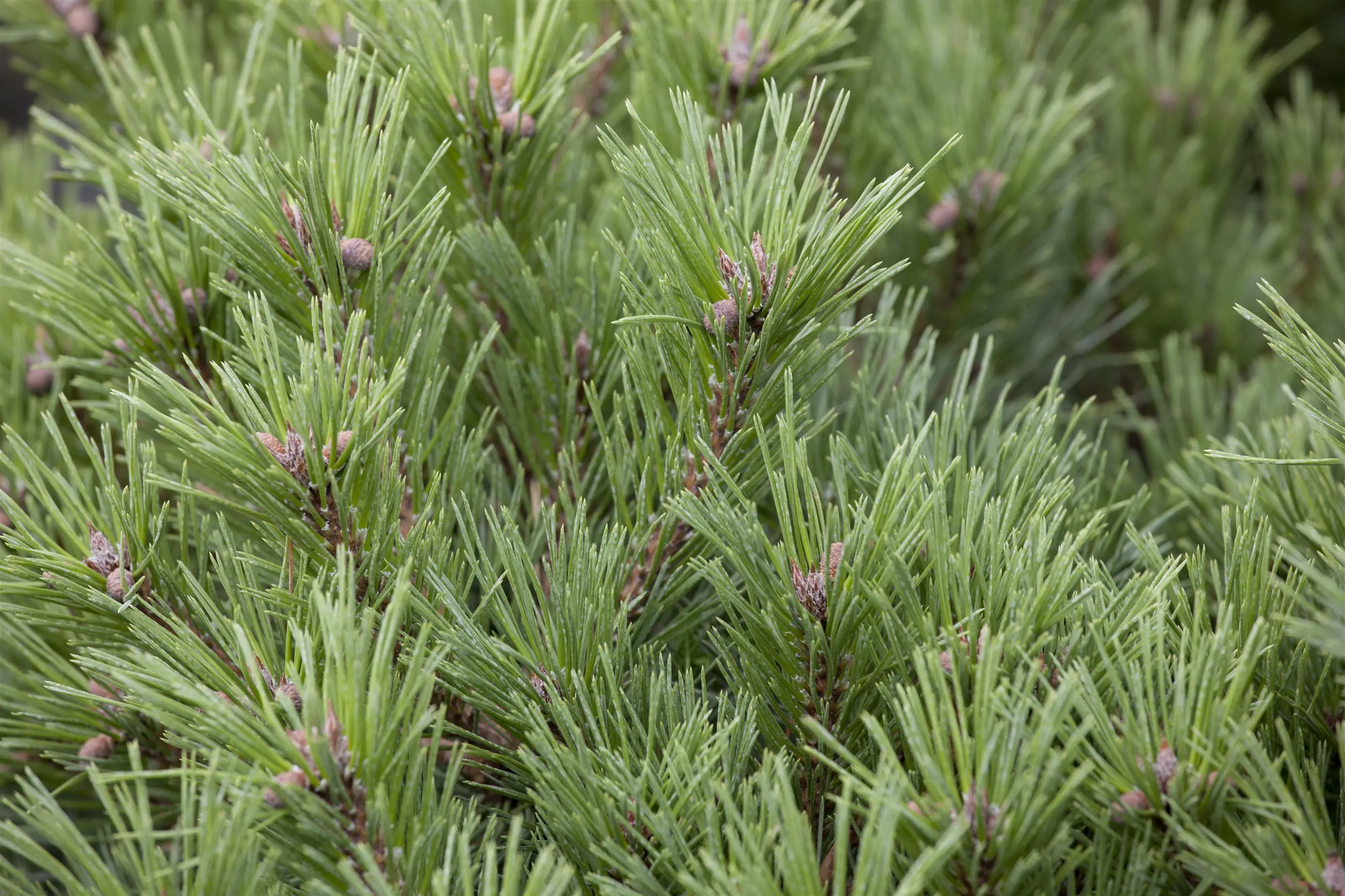 Dværg bjergfyr, Pinus mugo 'Mughus', 2 liter potte 15-20 cm | Plantorama