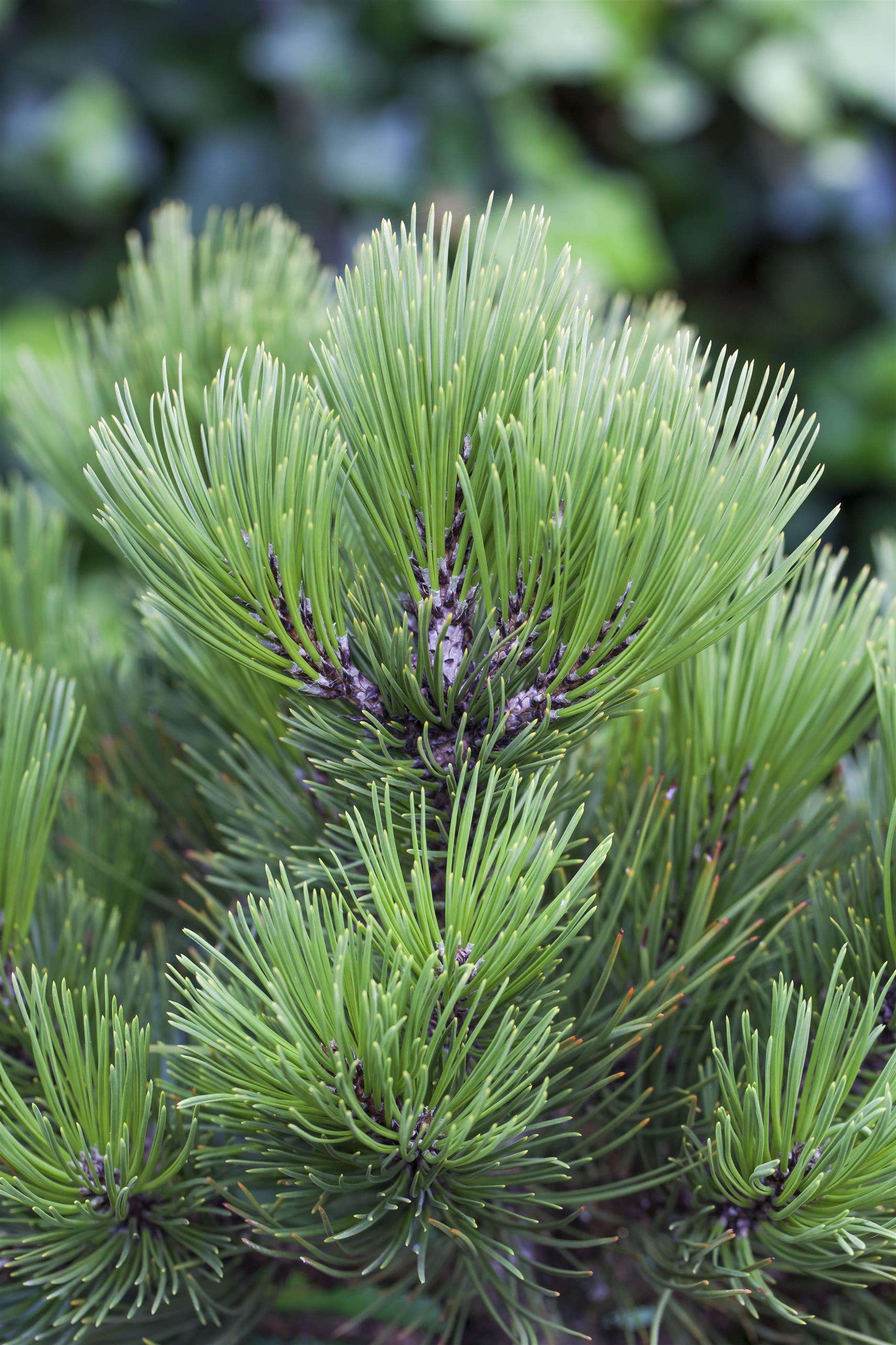 Slangebarkfyr, Pinus heldreichii 'Compact Gem' , 10 liter potte 50-60 ...