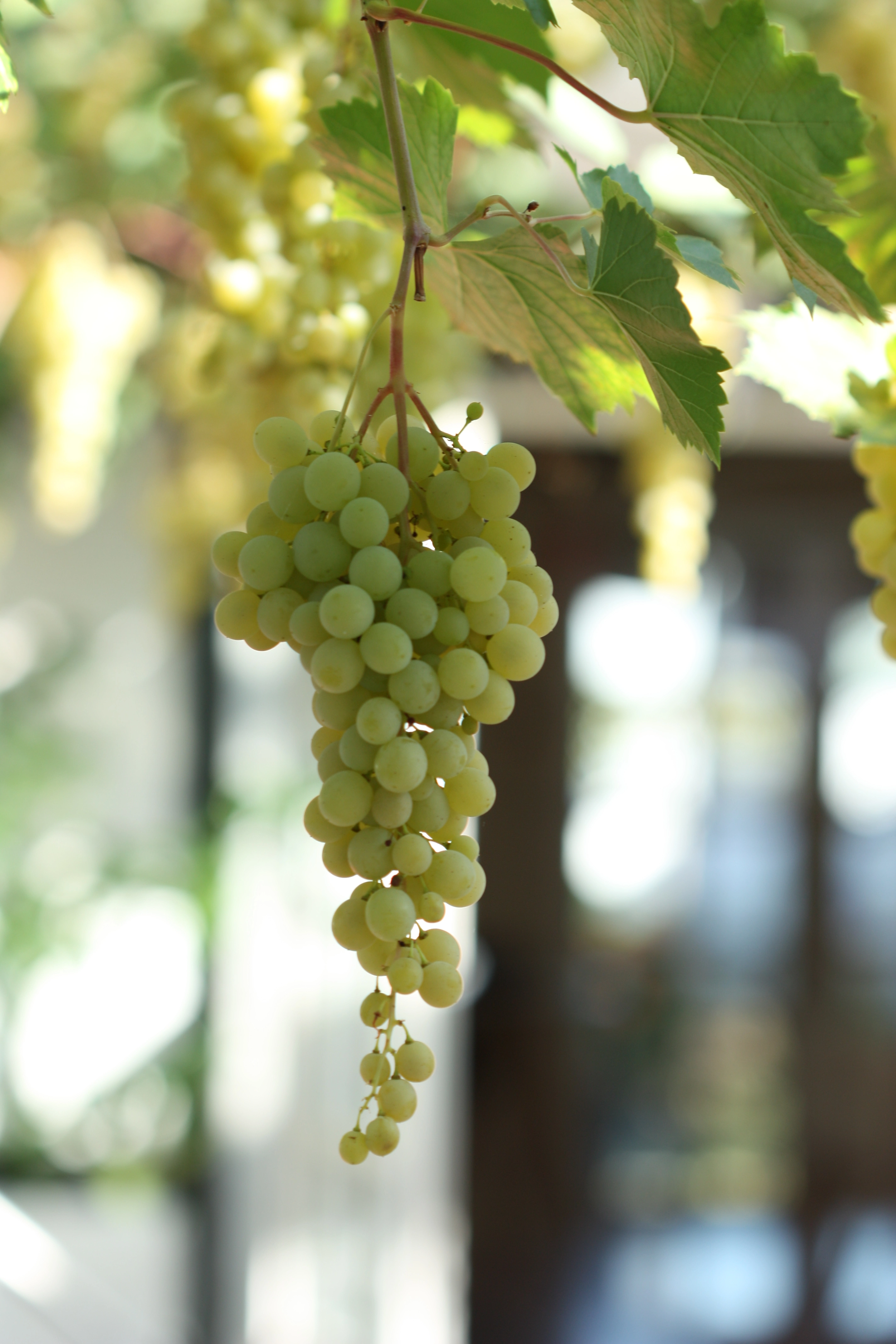 Grøn Vindrue, Vitis 'Himrod', 5 liter potte | Plantorama