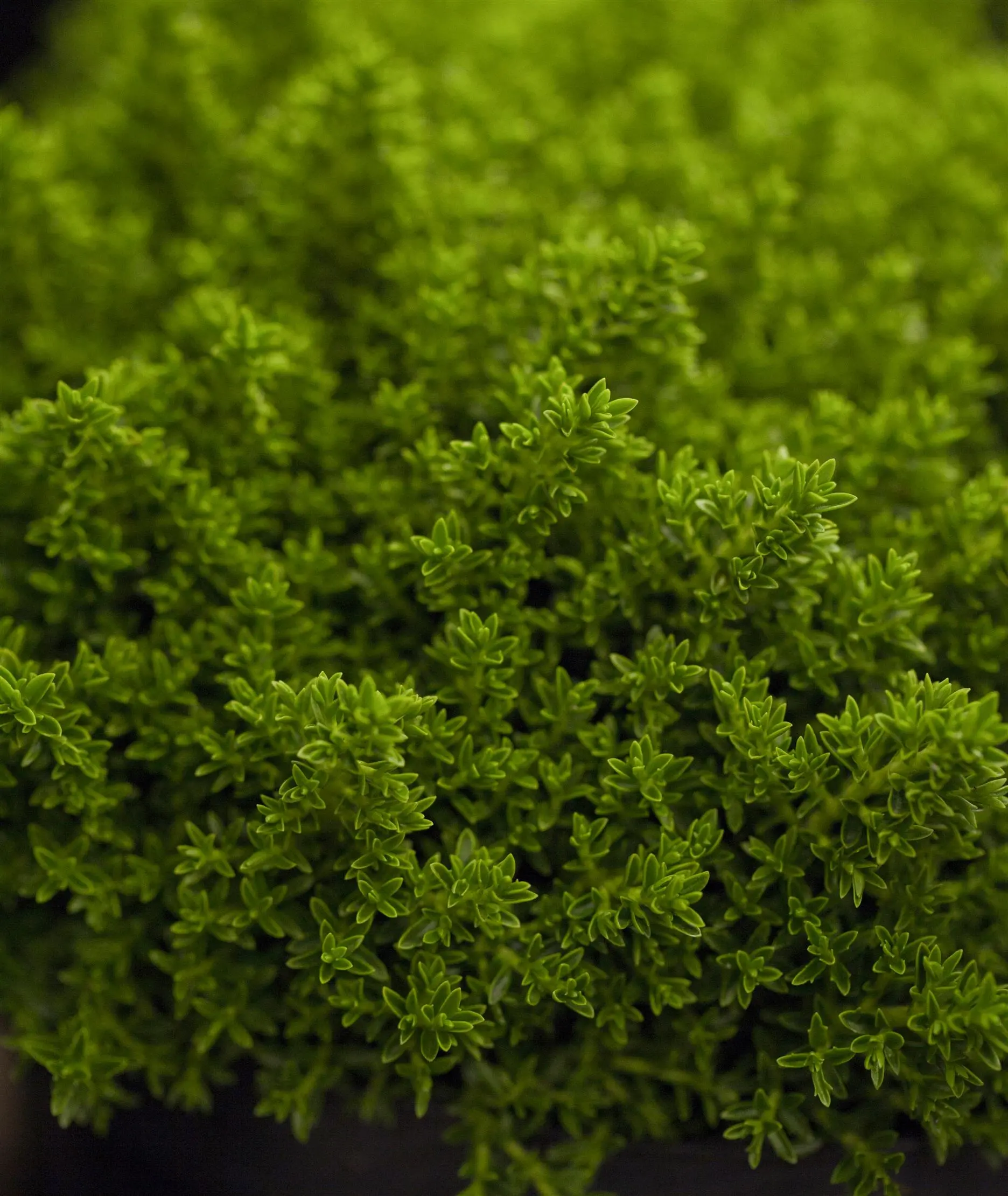 Hebe, Hebe hybrid 'Green Globe', Ø11 cm potte | Plantorama