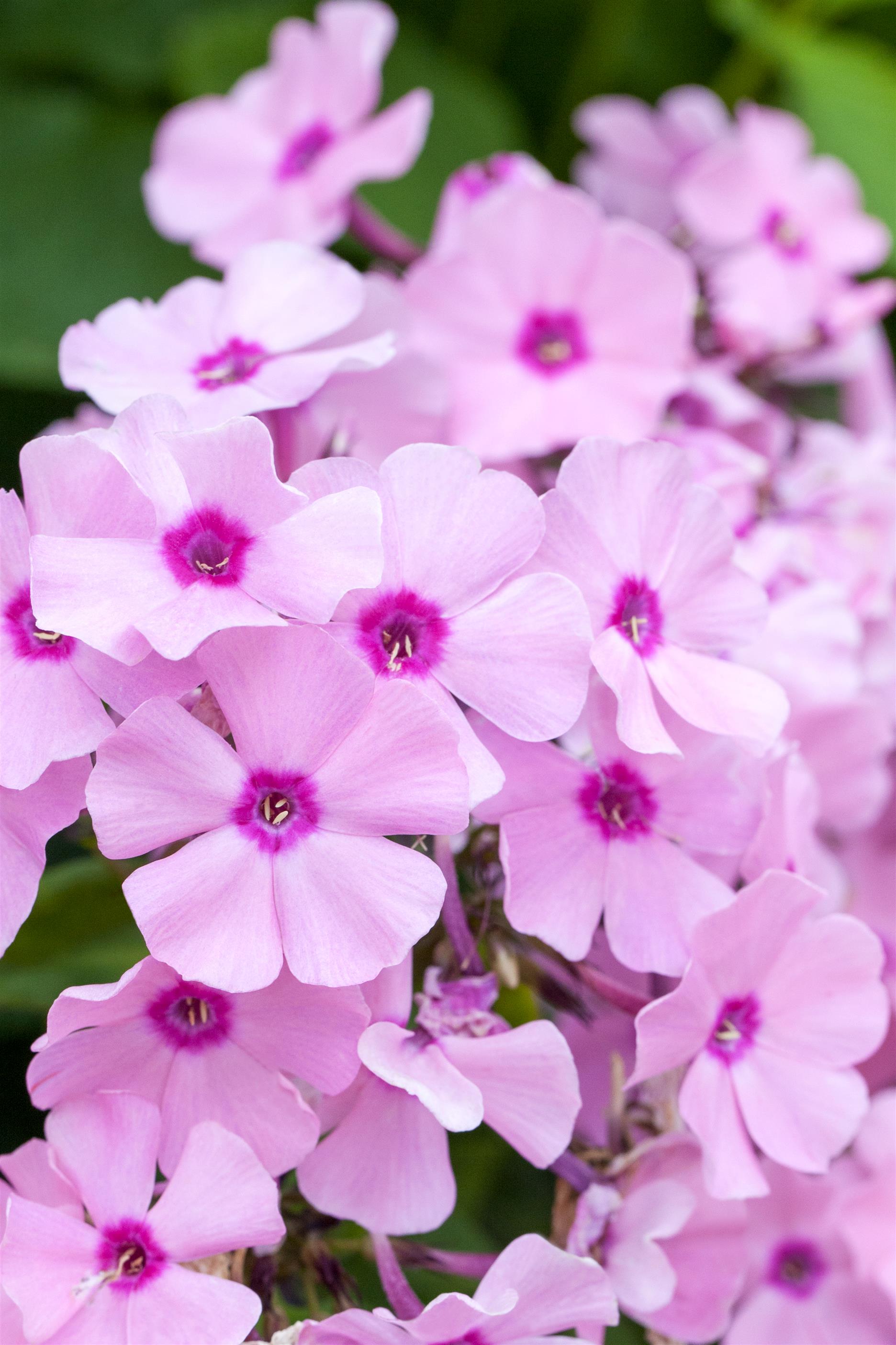 Høstfloks, Phlox paniculata 'Flame Pro Pink Pop', 3 liter potte ...