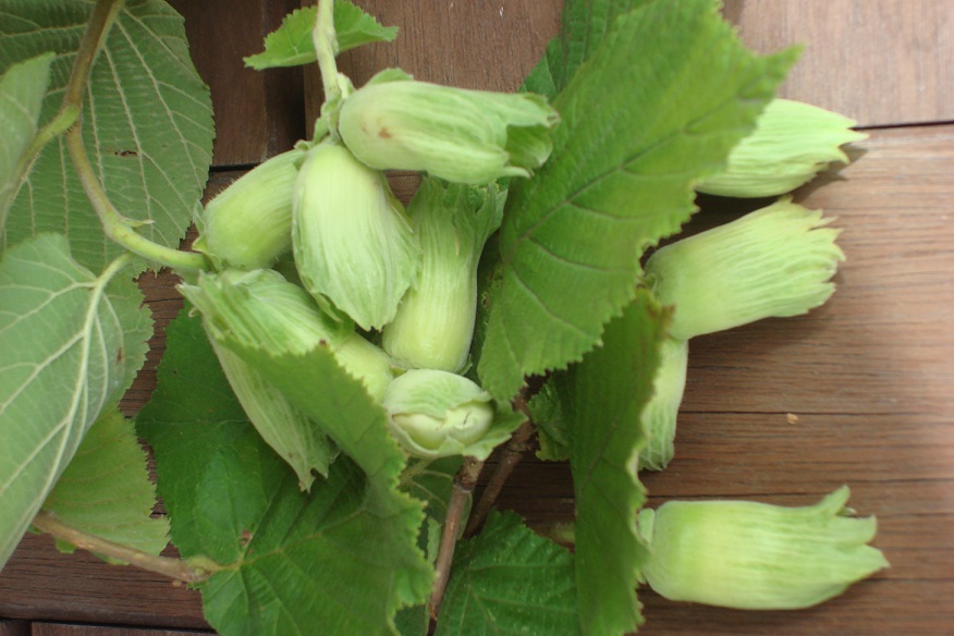 Hassel busk, Corylus avellana 'Lambert Filbert', 7,5 liter potte ...
