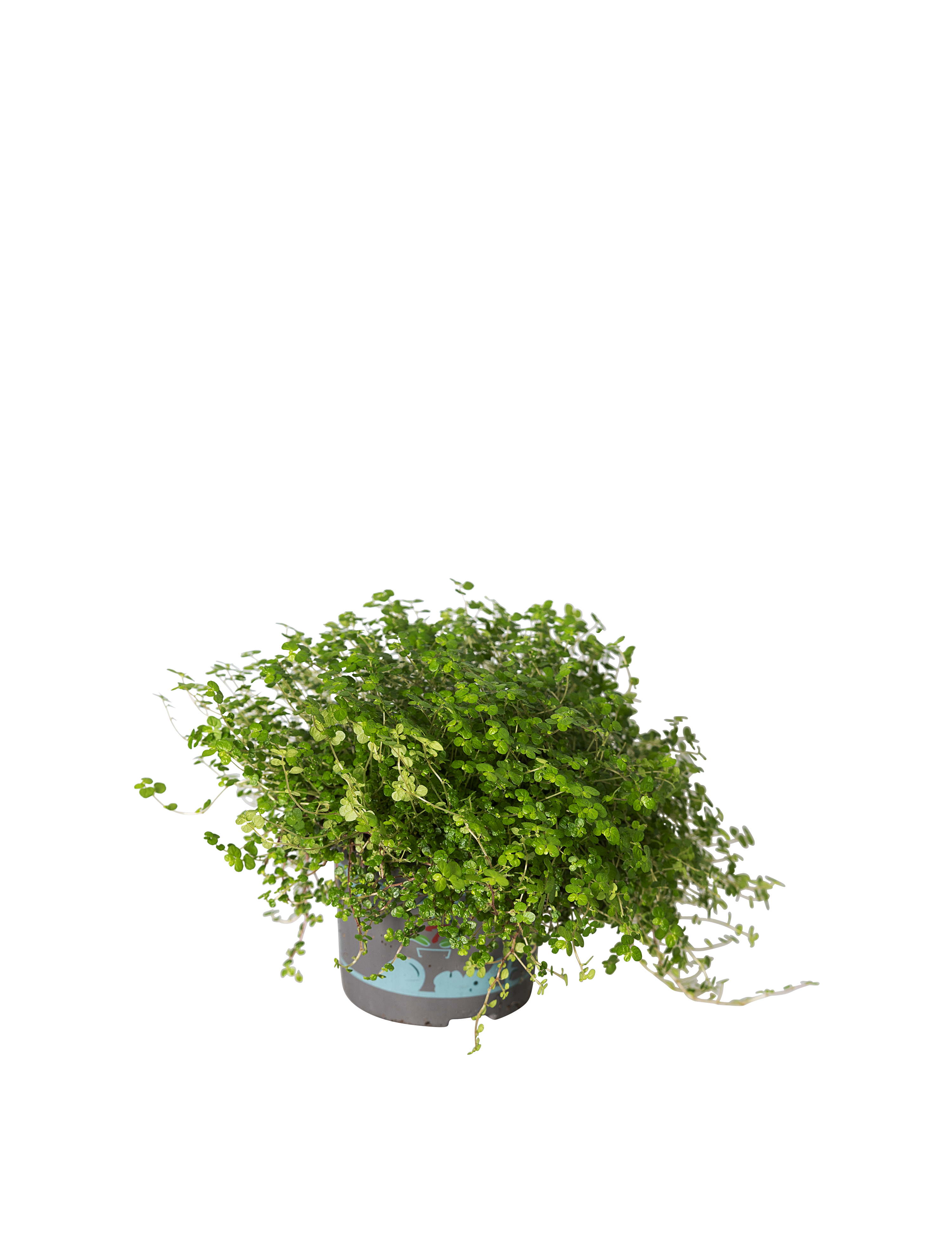 Husfred Soleirolia soleirolii Ø11 cm potte | Plantorama