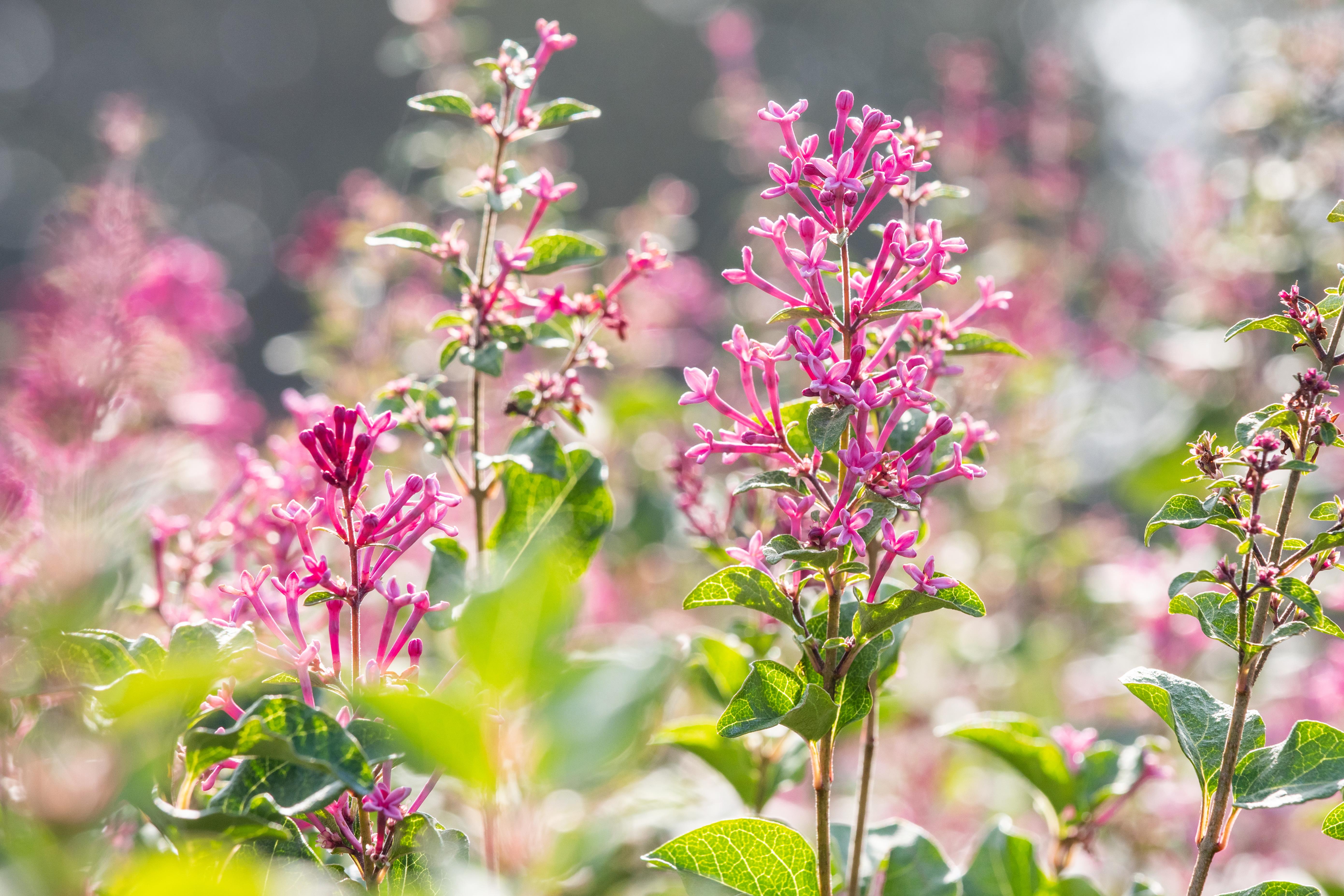 Syren Syringa vulgaris 'Mrs. Edward Harding' 3,5 liter potte | Plantorama