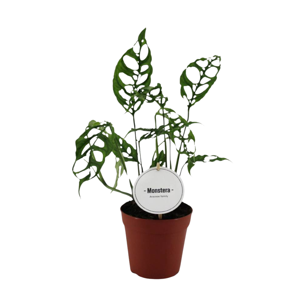 Fingerphilodendron Monstera obliqua 'Peru' Ø12 cm potte | Plantorama