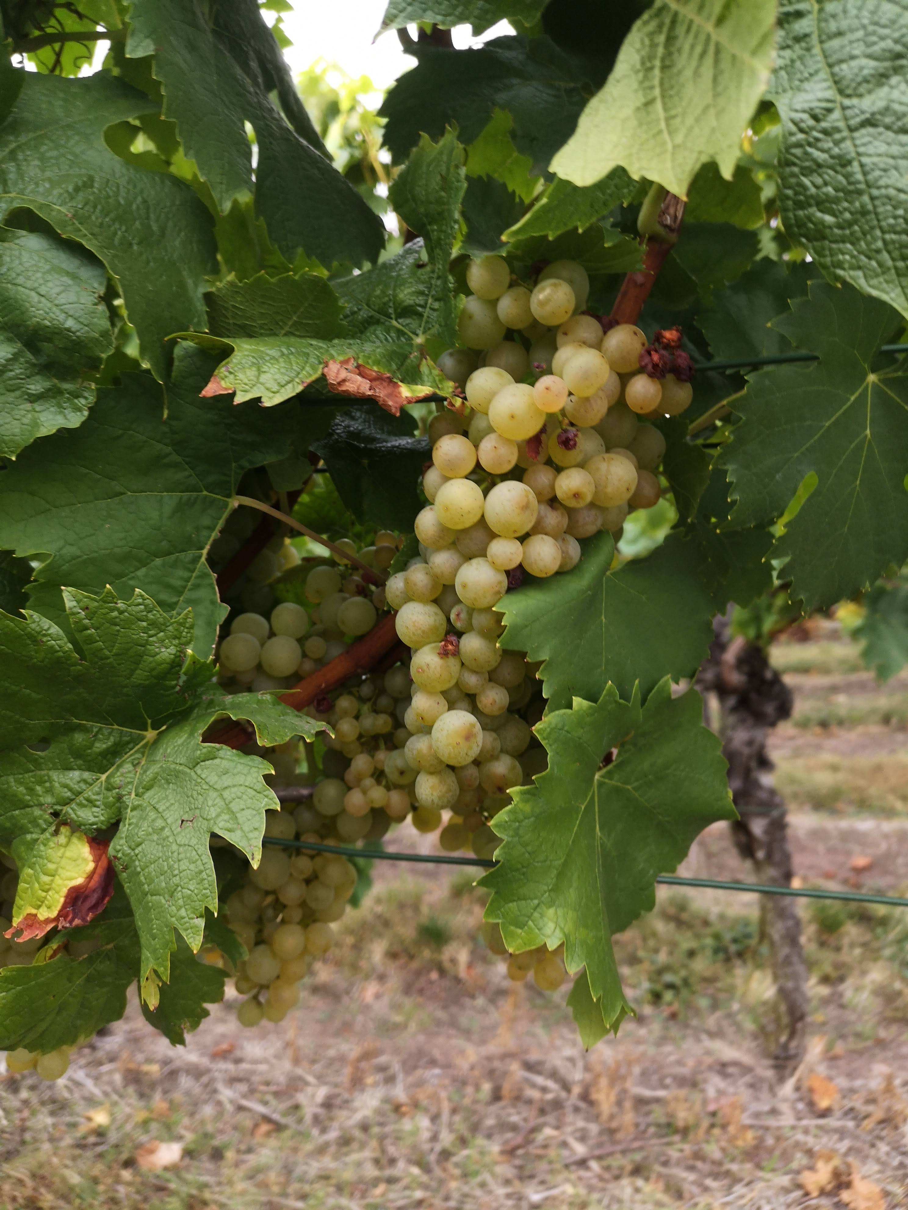 Vindrue, Vitis 'Muskateller', 3 liter potte, 80 - 100 cm | Plantorama