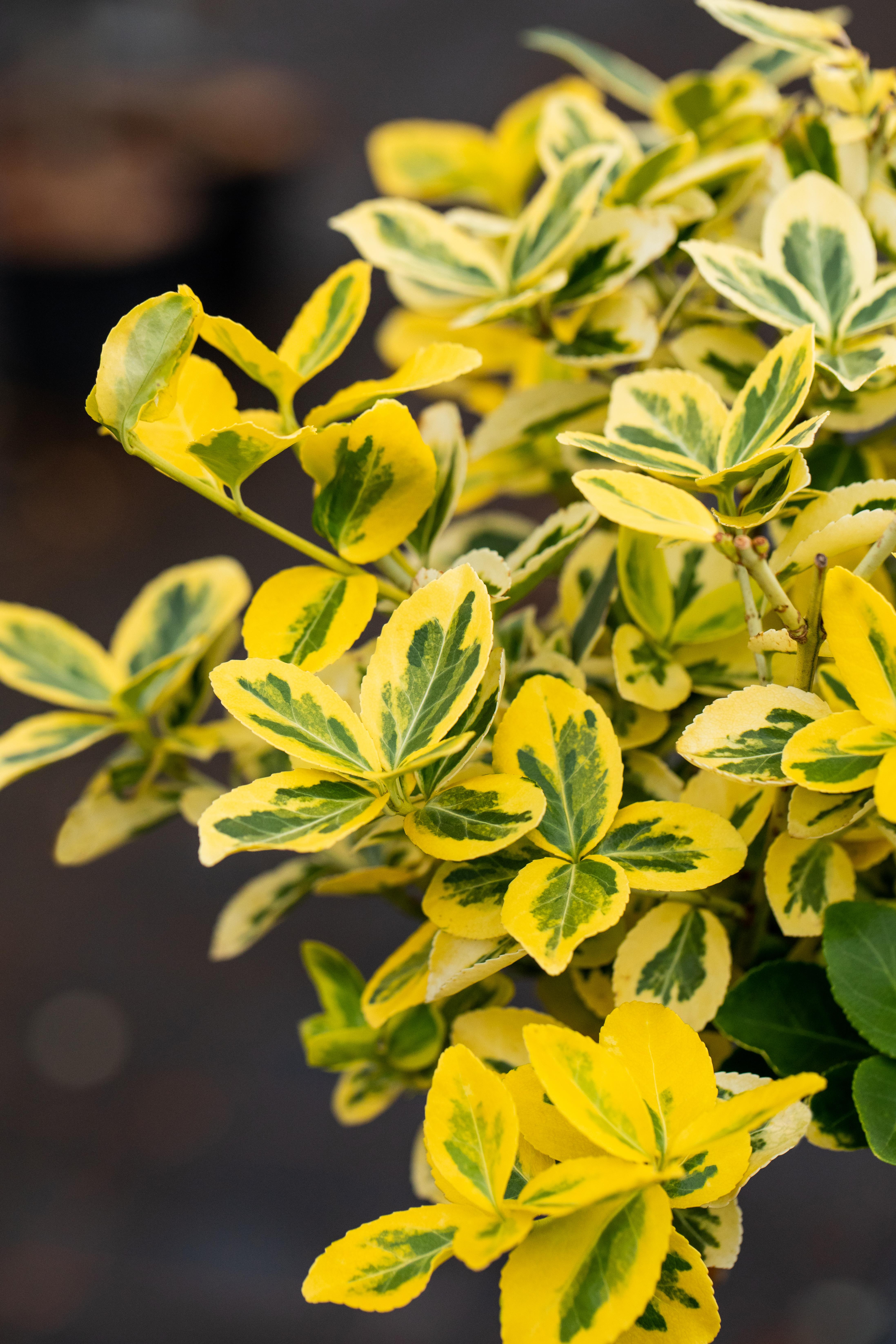 Krybende benved Opstammet Euonymus fortunei 'Emerald ' 3 liter potte 50 ...