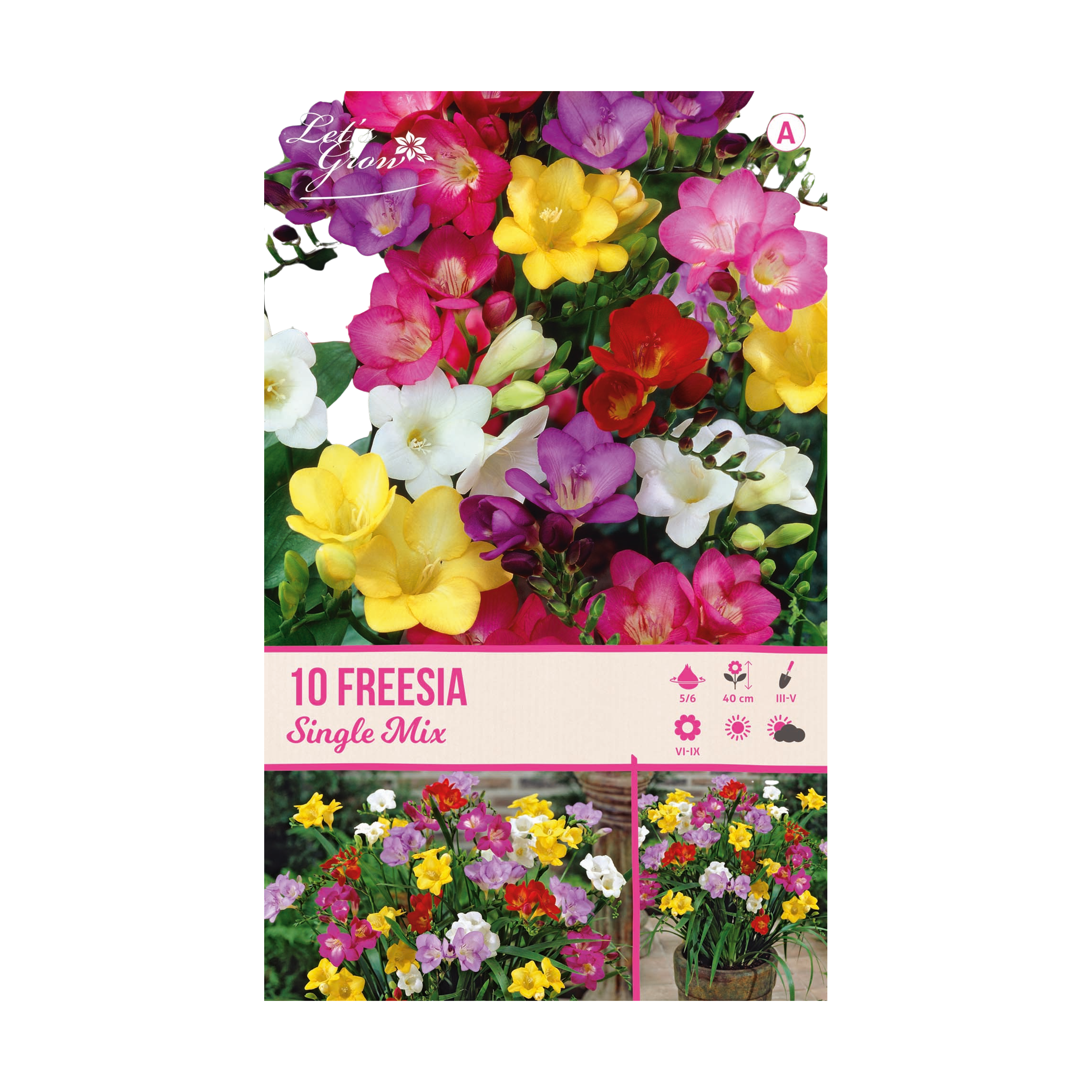 Fresia, Freesia single mixed. Pakke med 10 løg | Plantorama