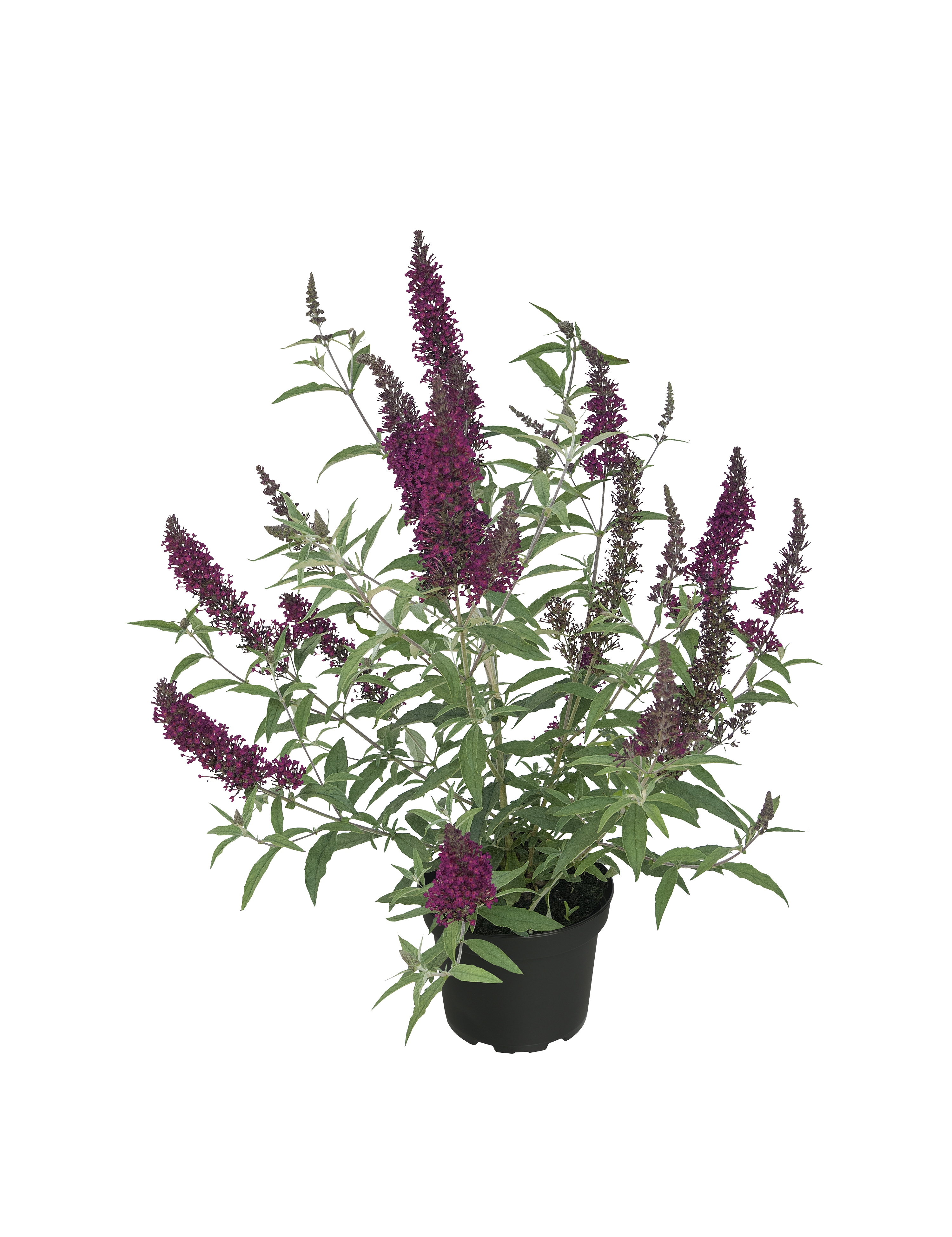 Dværg sommerfuglebusk Buddleja davidii 'Buzz Wine' 5 liter potte ...