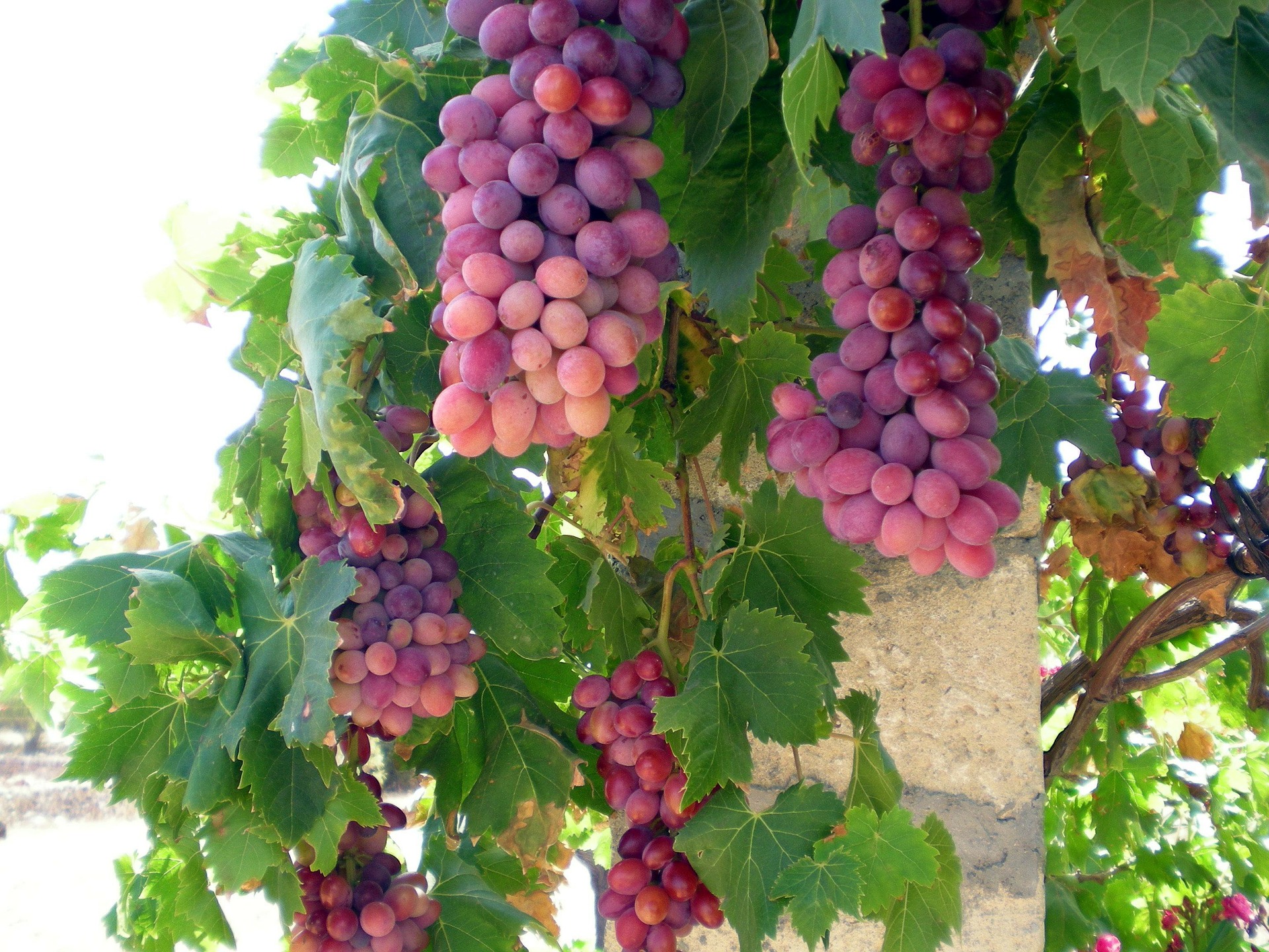 Rød vindrue Vitis vinifera 'Erdbeertraube' 3 liter potte | Plantorama