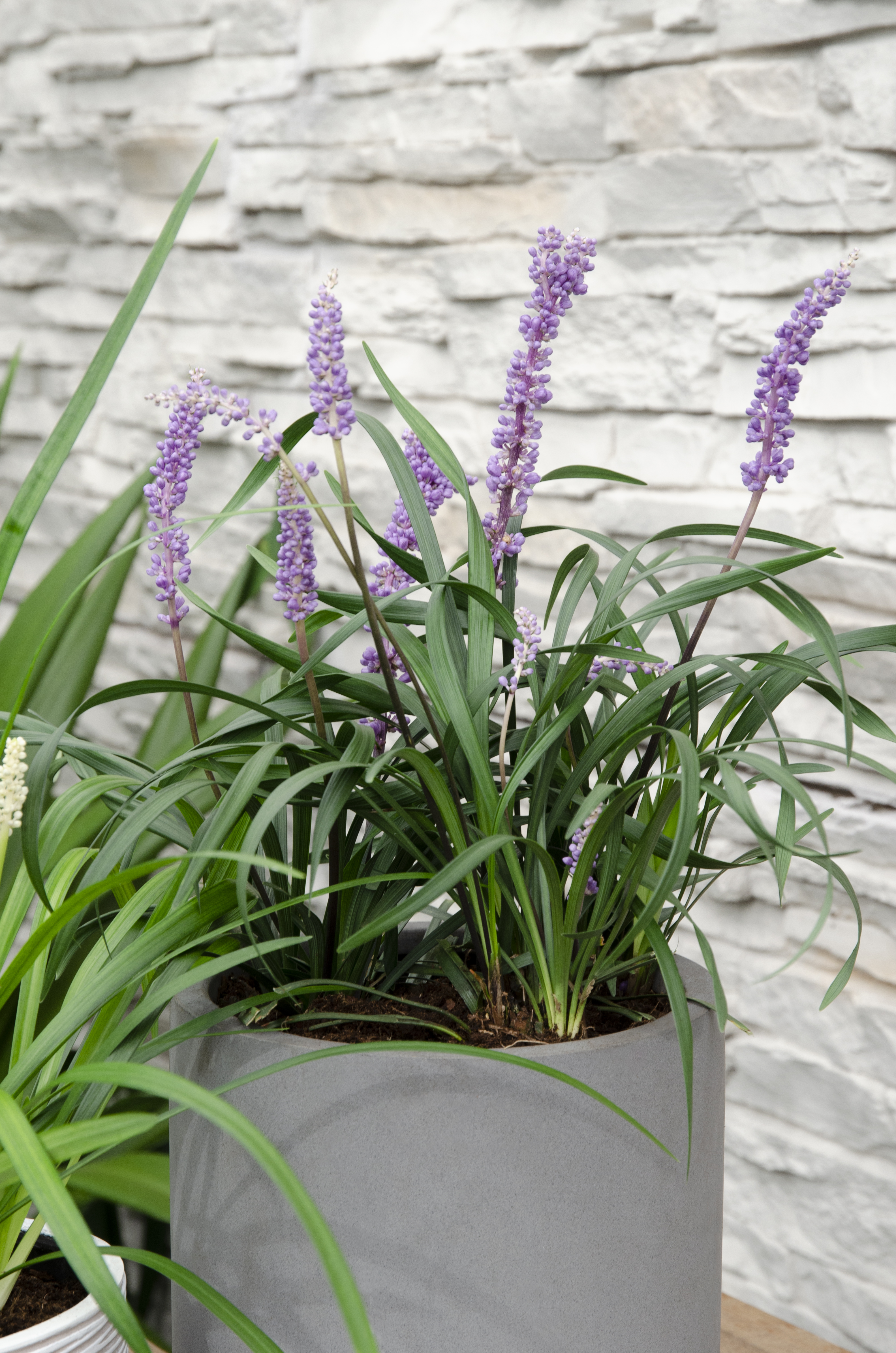 Liriope Liriope muscari 'Ingwersen' 3 liter potte | Plantorama