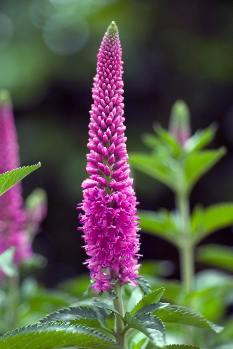 Ærenspris Veronica hybrid 'First Love' 1 liter potte | Plantorama