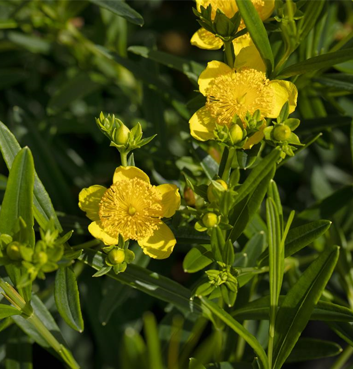 Perikon, Hypericum kalmianum 'Gemo', 5 liter potte, 30-40 cm | Plantorama