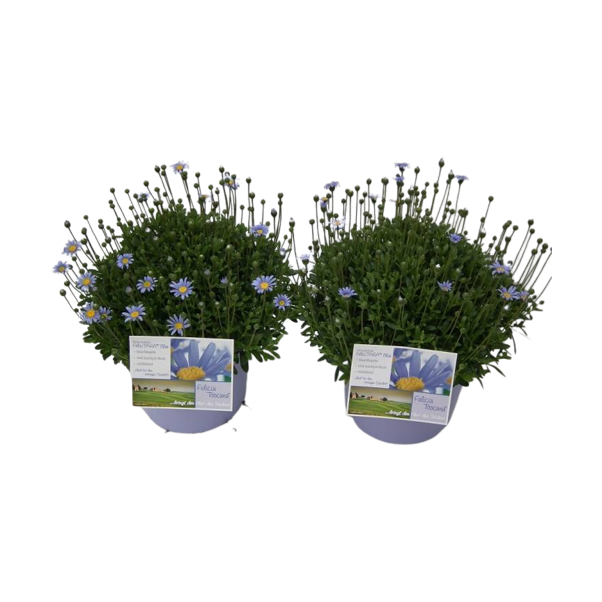Blå Marguerit Felicia amelloides 'Felicitara Blue' Ø13 cm potte ...