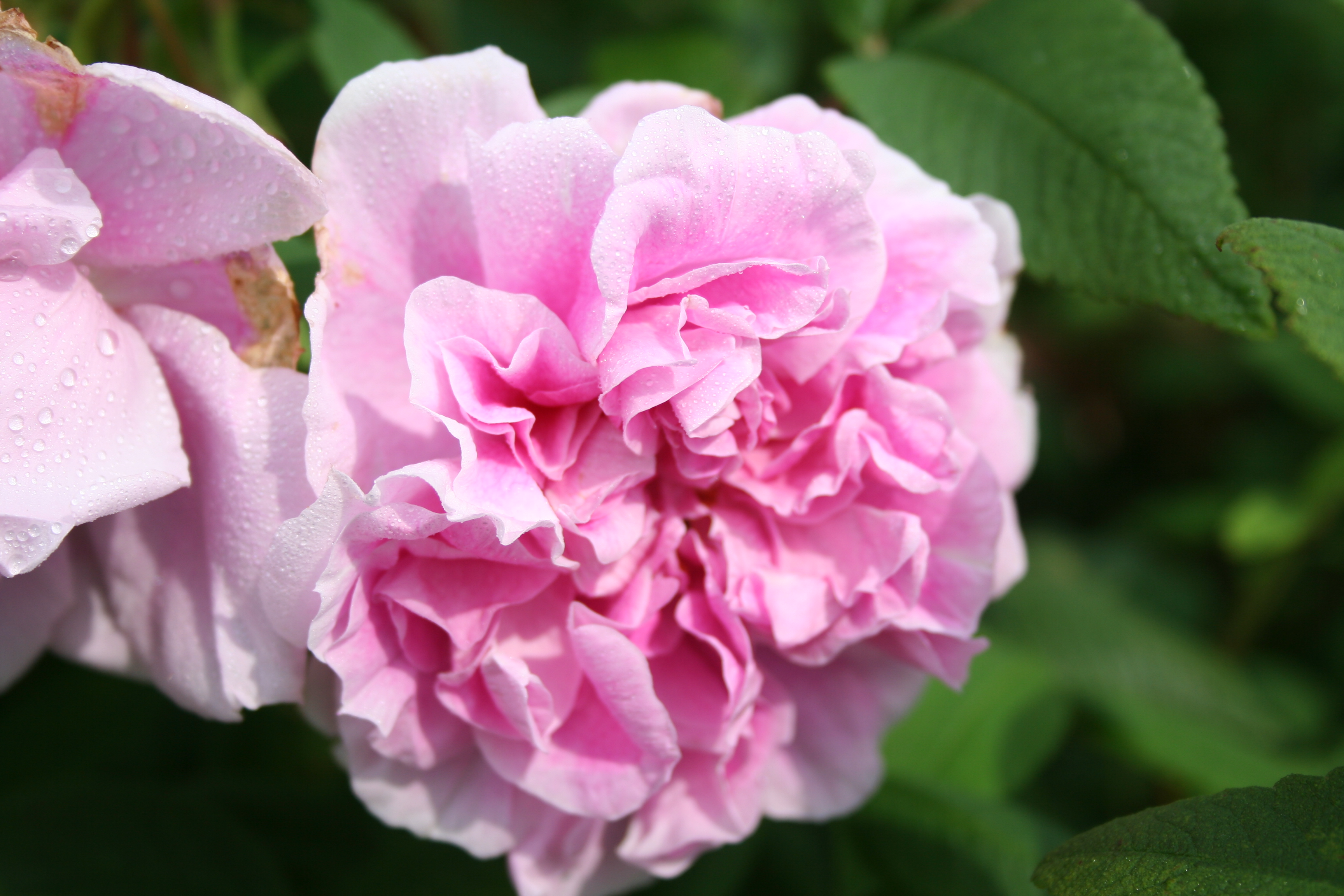 Historisk rose Rosa rugosa 'Therese Bugnet' | Plantorama